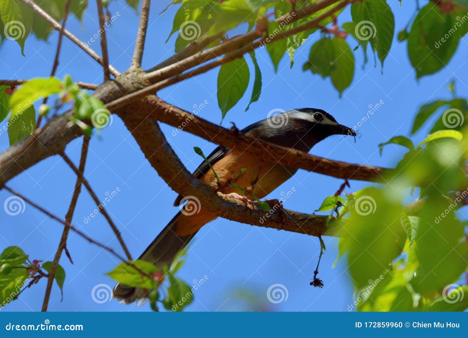 White-eared Sibia bird. stock illustration. Illustration of auricularis ...