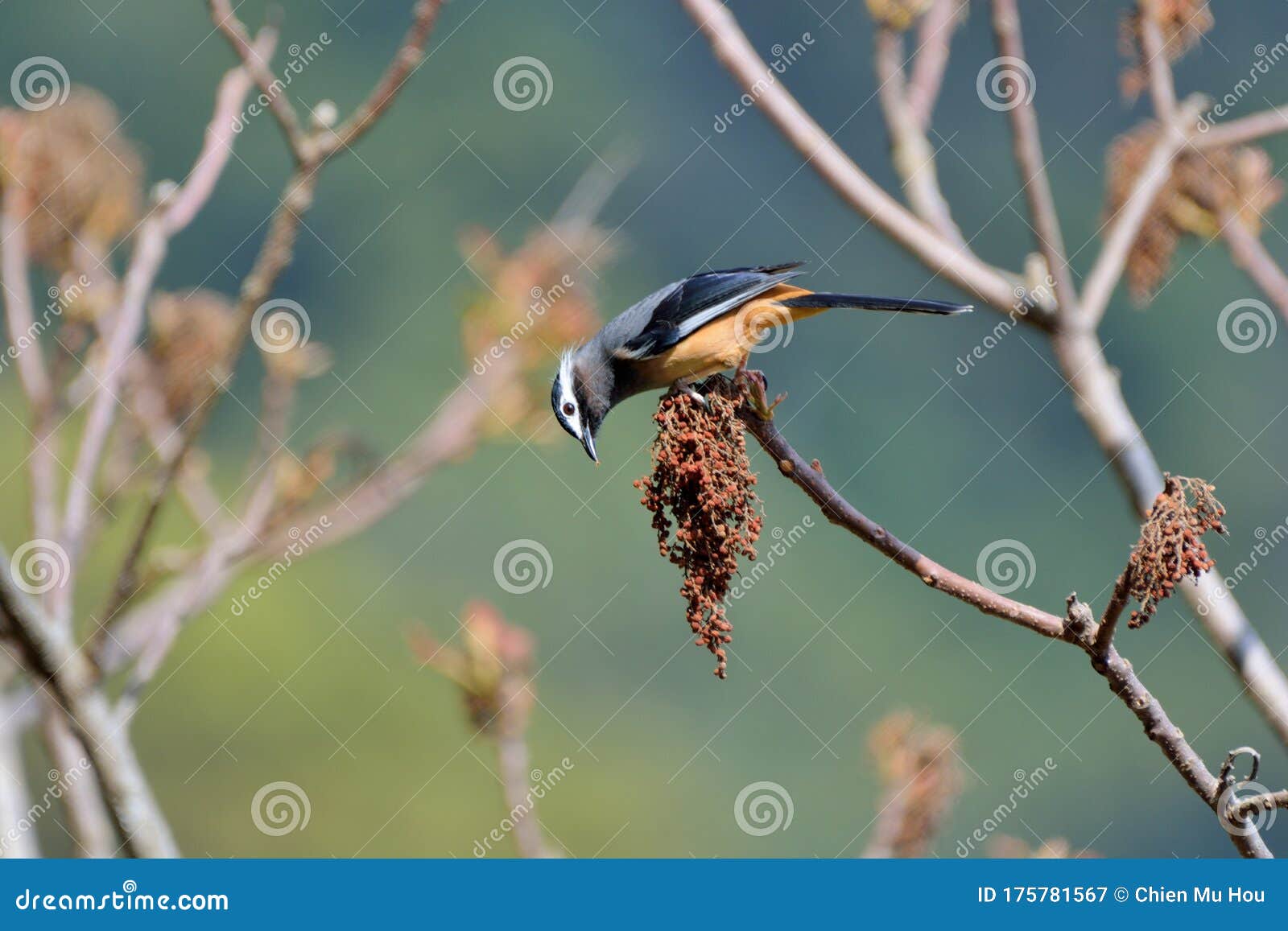 White-eared Sibia bird. stock image. Image of family - 175781567