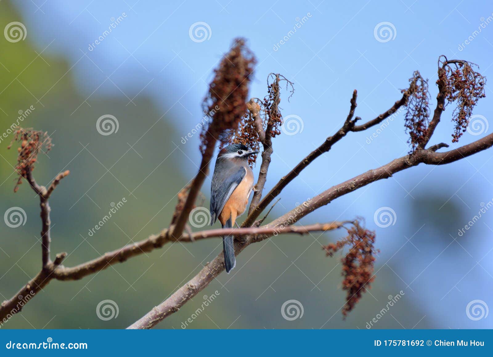 White-eared Sibia bird. stock photo. Image of mixed - 175781692