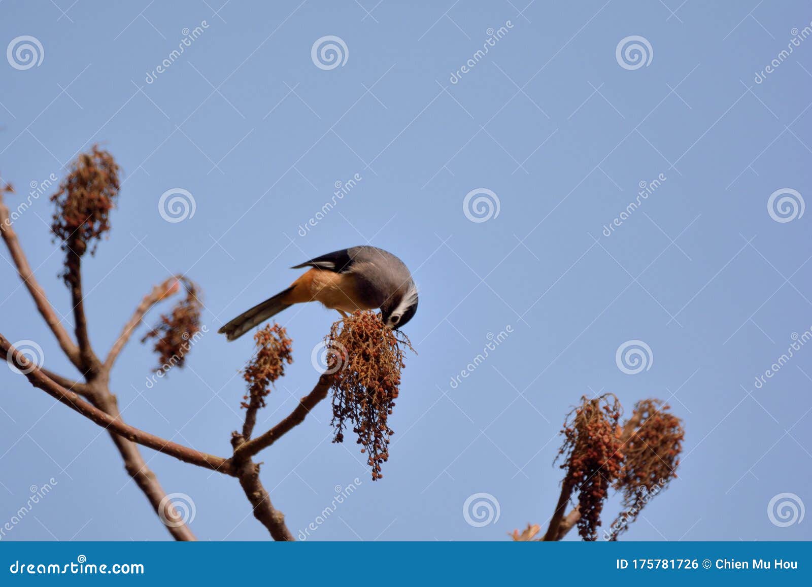 White-eared Sibia bird. stock photo. Image of forest - 175781726