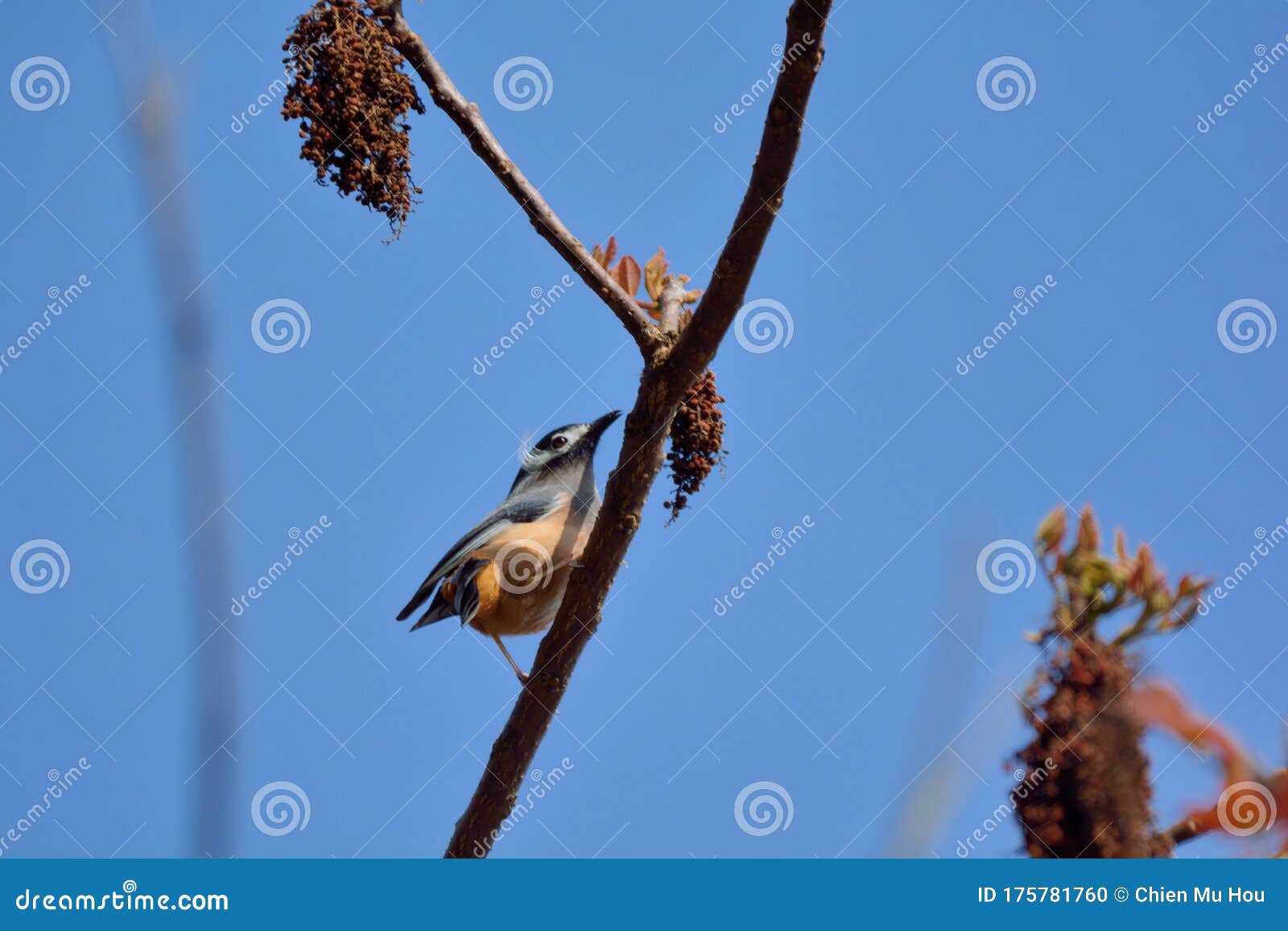 White-eared Sibia bird. stock photo. Image of mountain - 175781760