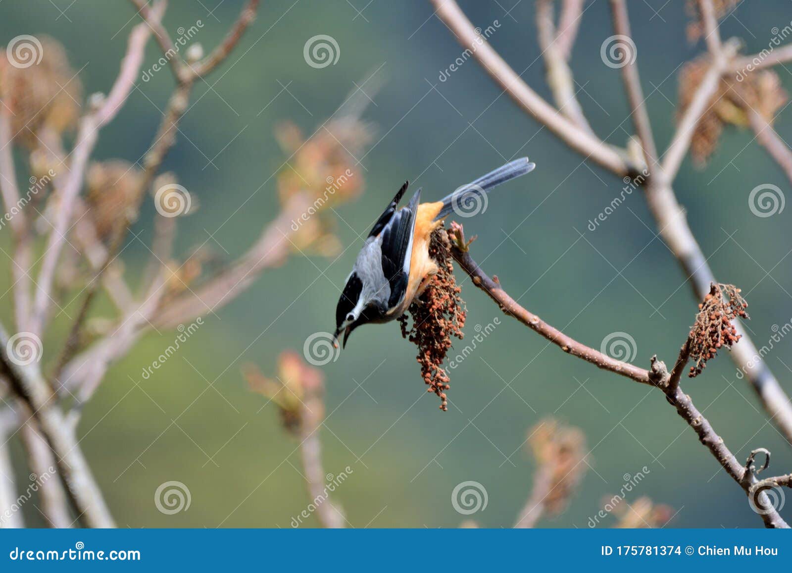 White-eared Sibia bird. stock photo. Image of taiwan - 175781374