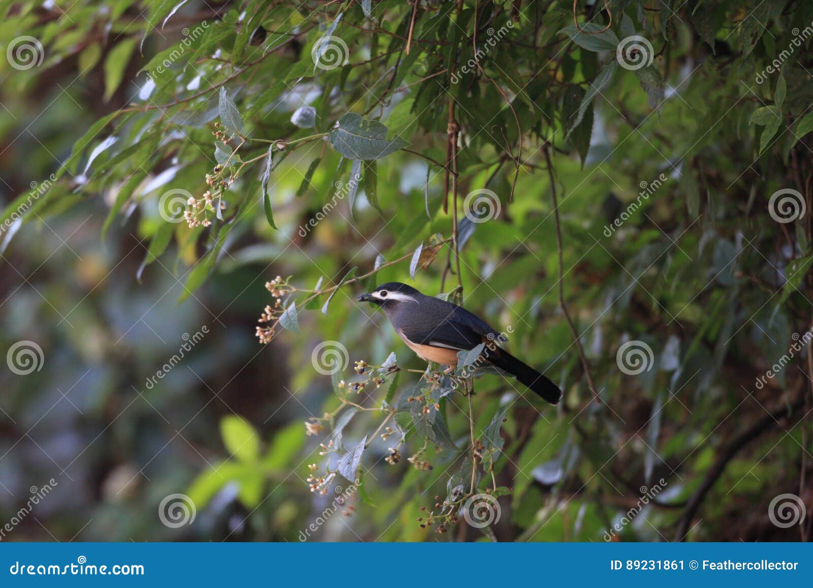 White-eared sibia stock image. Image of heterophasia - 89231861