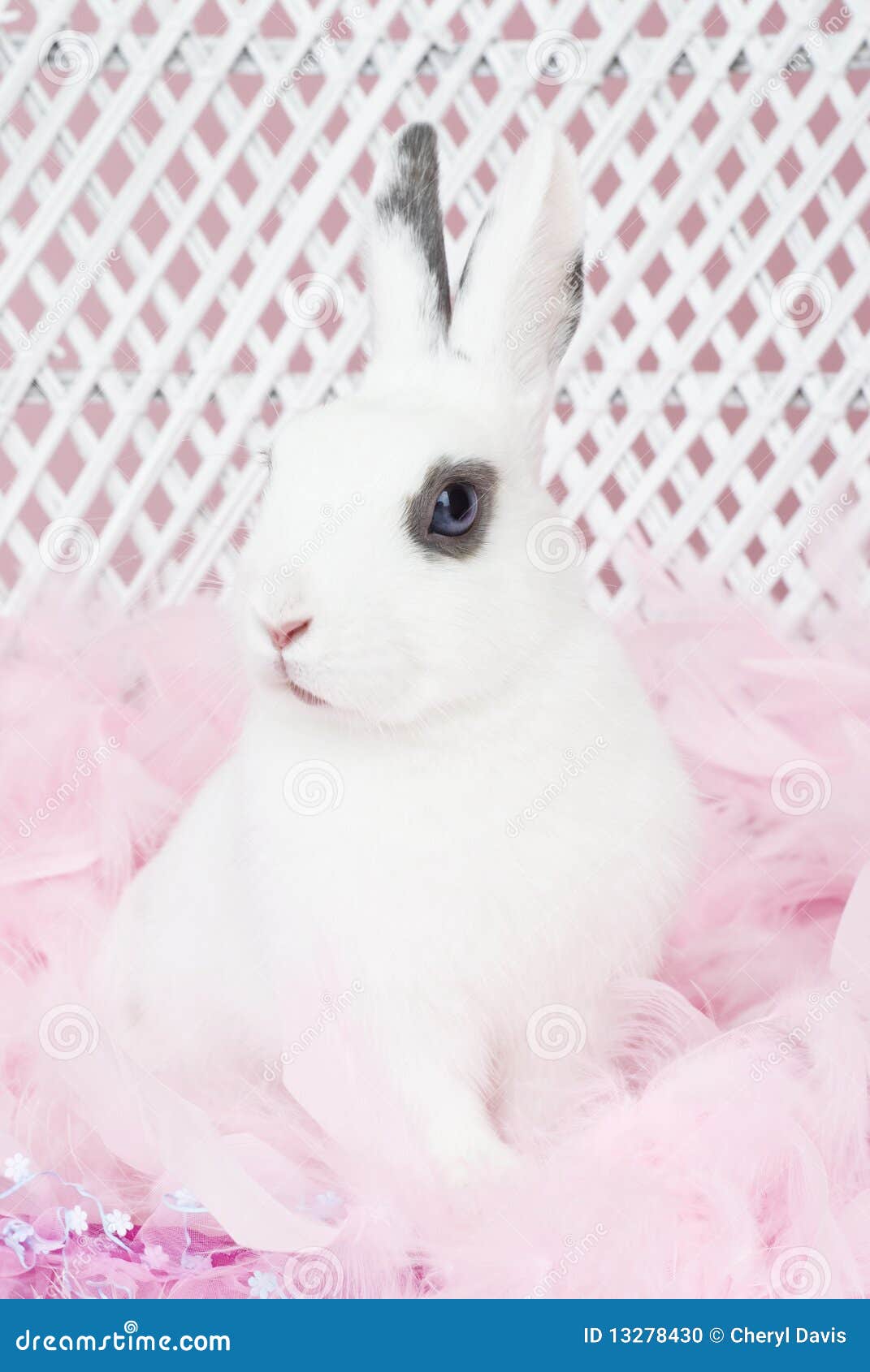 White Easter Bunny stock photo. Image of fashion, posed - 13278430