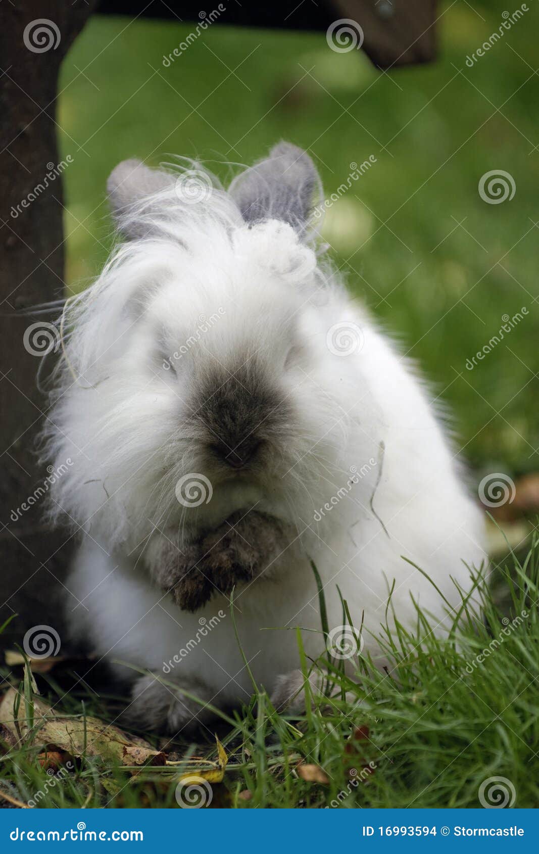 White easter bunny stock photo. Image of outdoors, rabbit - 16993594