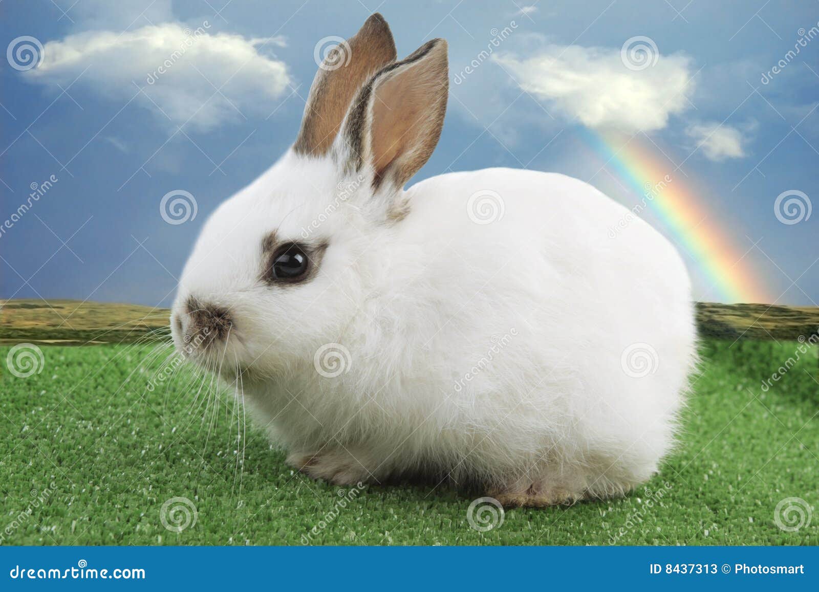 White Easter Bunny with Blue Sky and Rainbow Stock Image - Image of ...