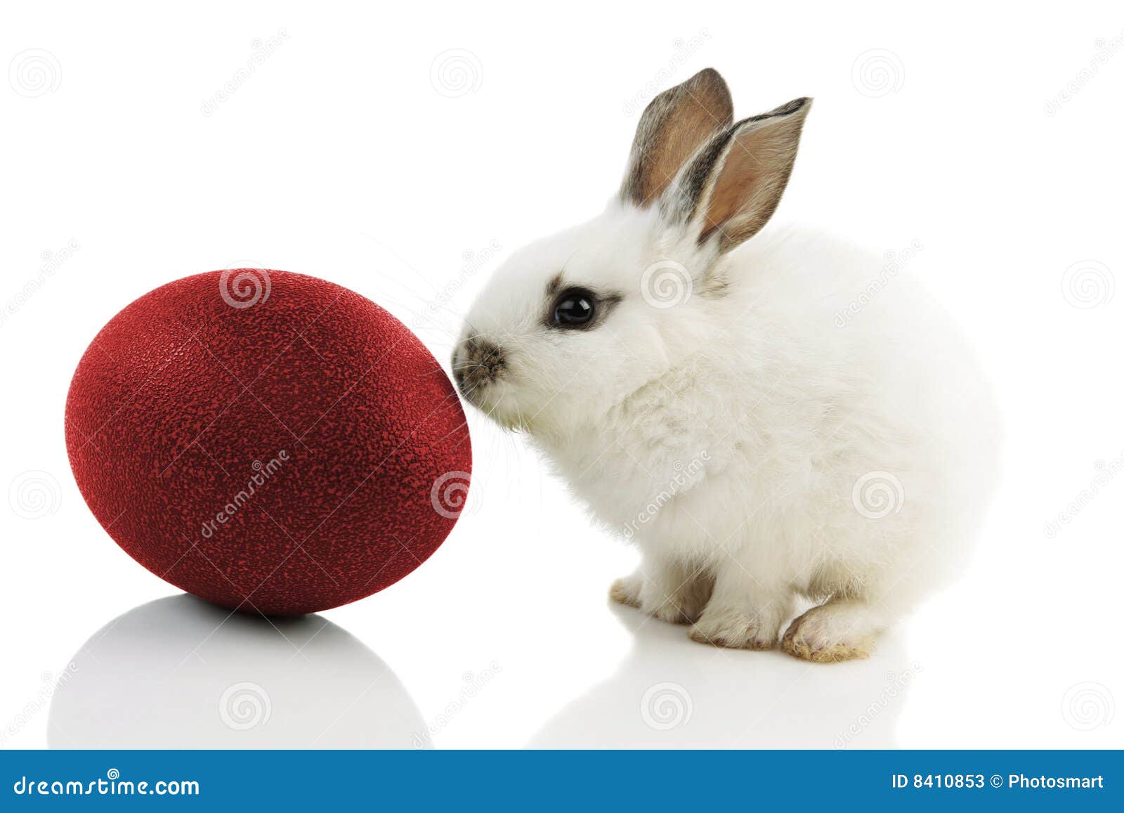 White Easter Bunny with Red Egg Stock Image - Image of food, background ...