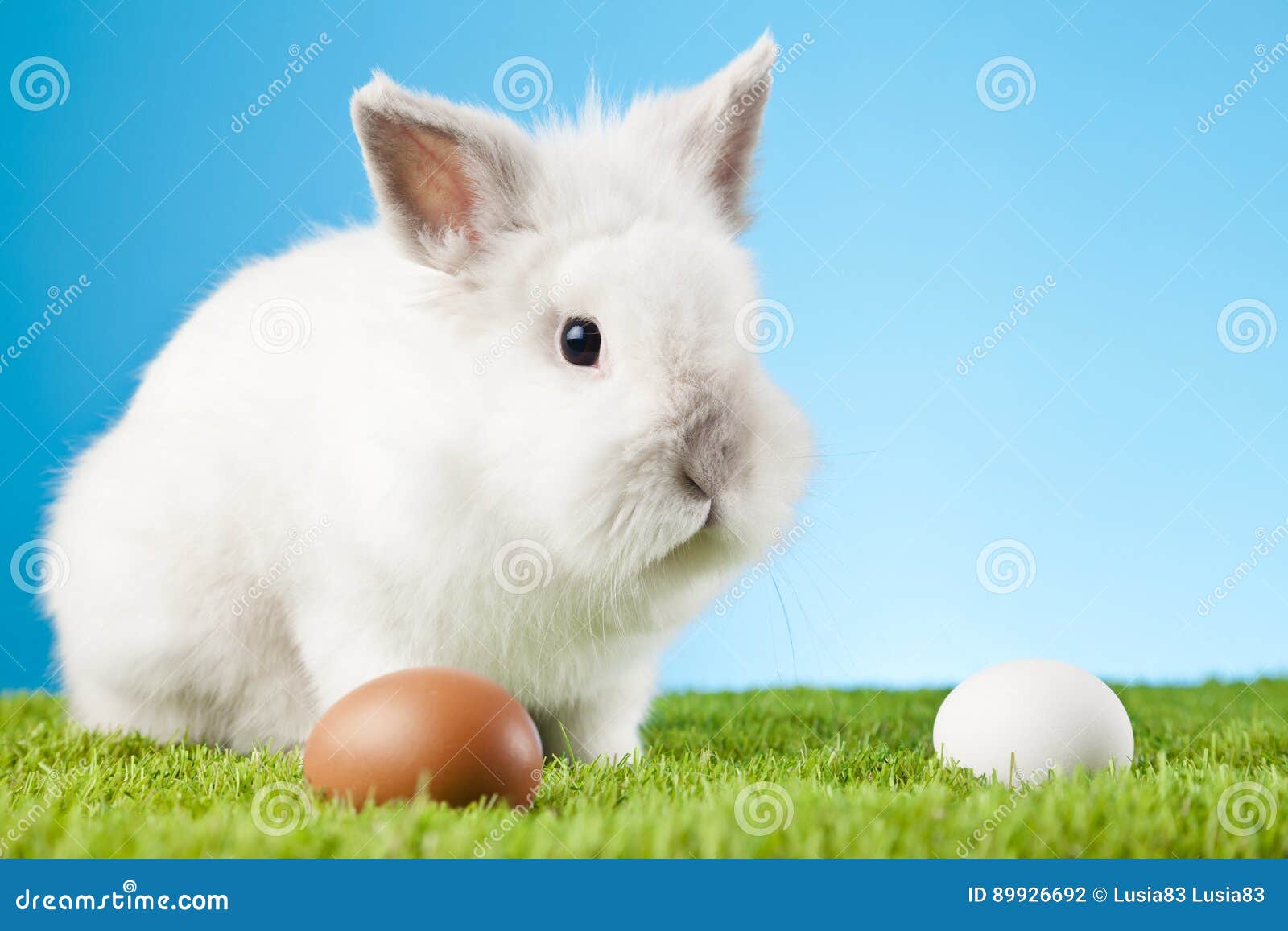 White Easter Bunny Sitting in Green Grass with Colored Eggs Around ...