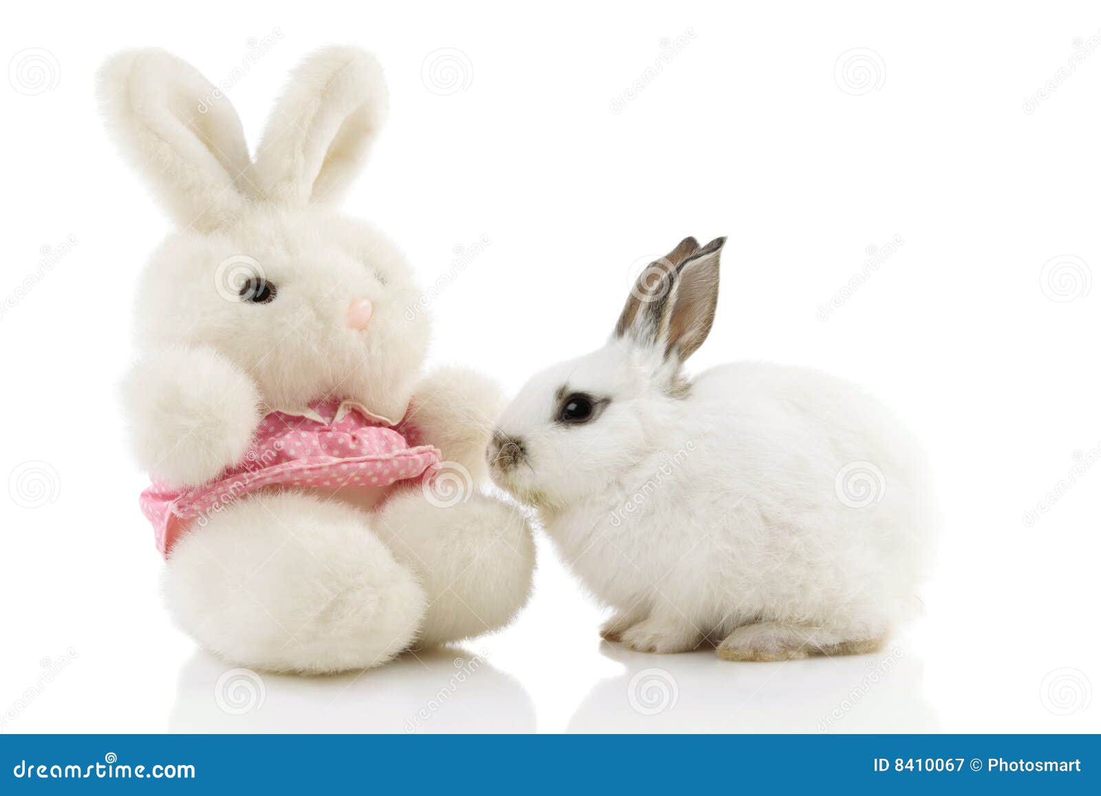 White Easter Bunny with Toy Rabbit Stock Image - Image of animal, cute ...