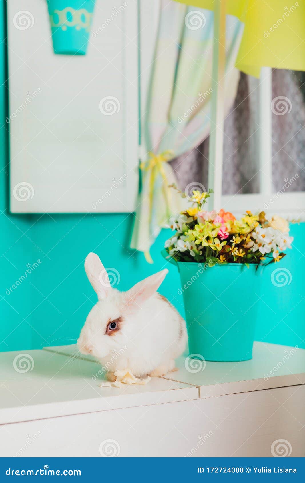 White Easter Live Rabbit on the Easter Table Nibbles the Cabbage and ...