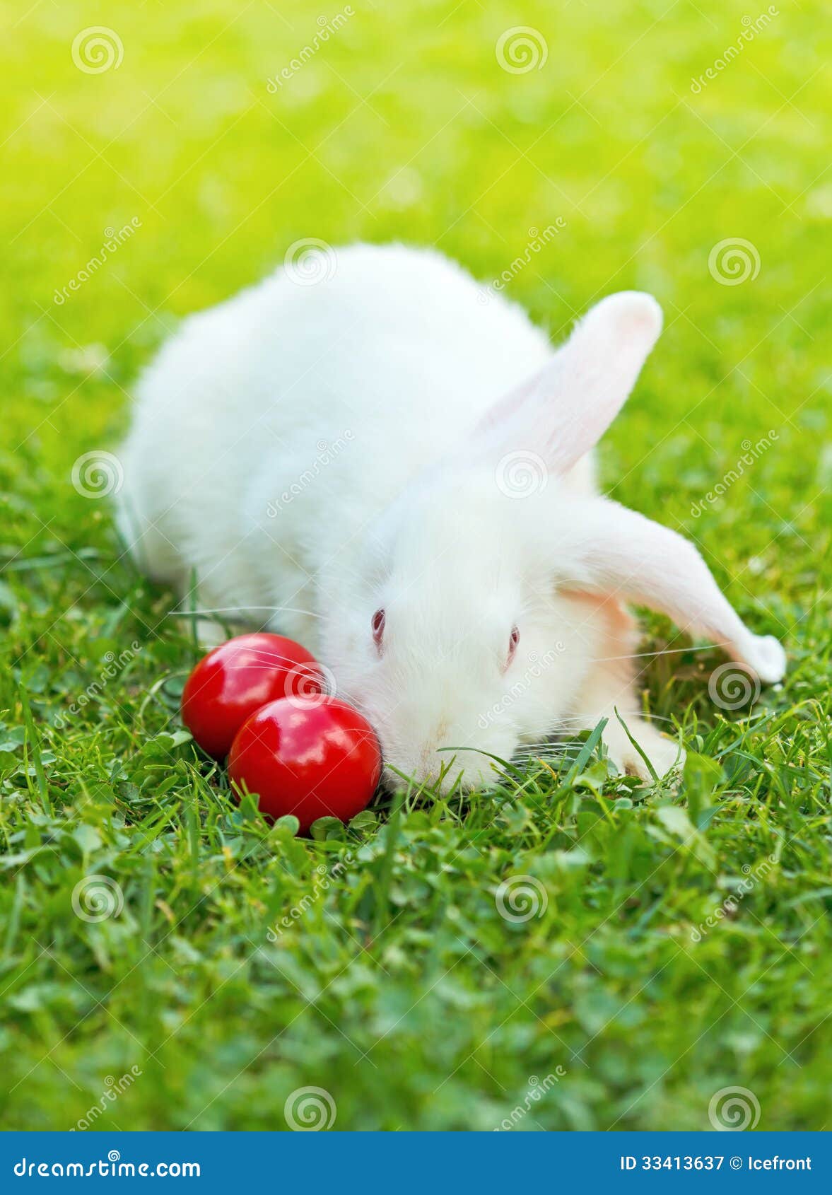 White Easter Rabbit in Green Grass Stock Image - Image of lots, painted ...