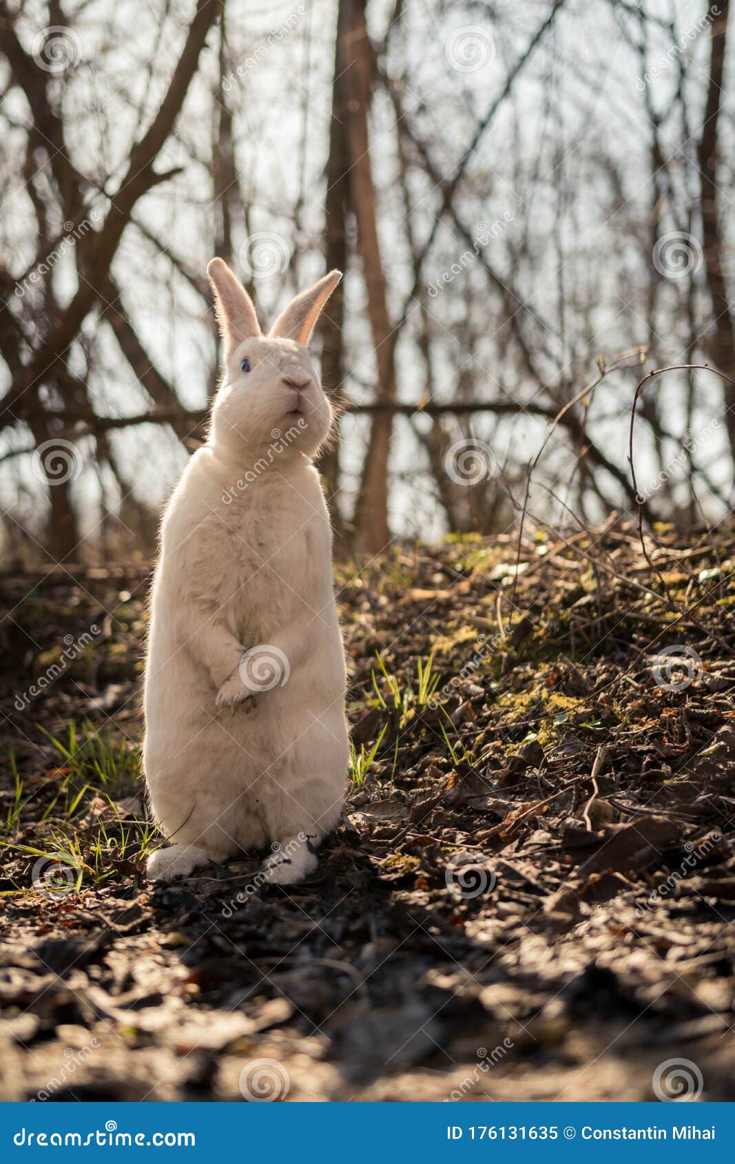 White rabbit in the forest stock image. Image of environment - 176131635