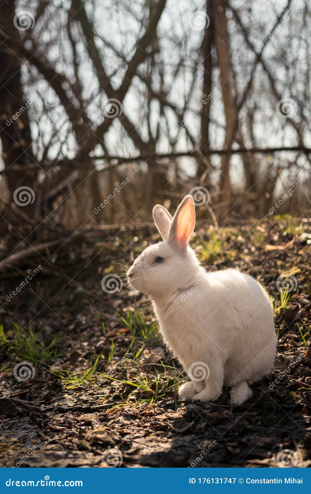 White rabbit in the forest stock image. Image of cute - 176131747