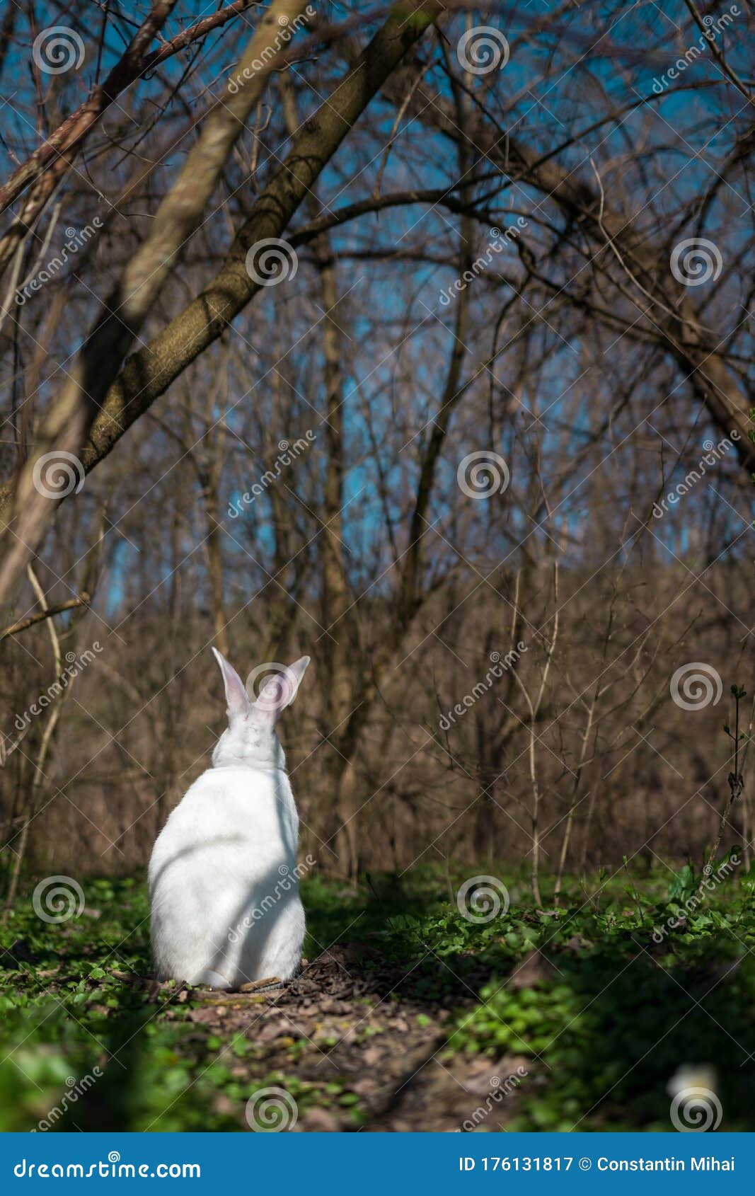 White rabbit in the forest stock image. Image of hand - 176131817