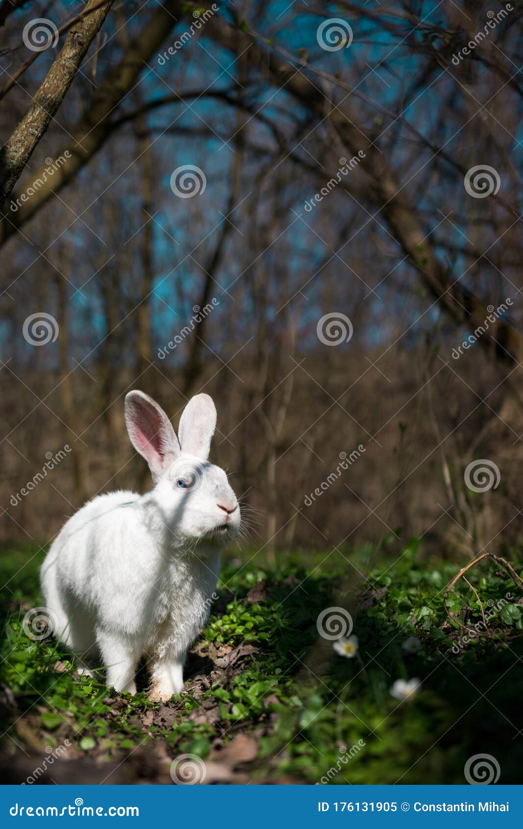 White rabbit in the forest stock image. Image of habitat - 176131905