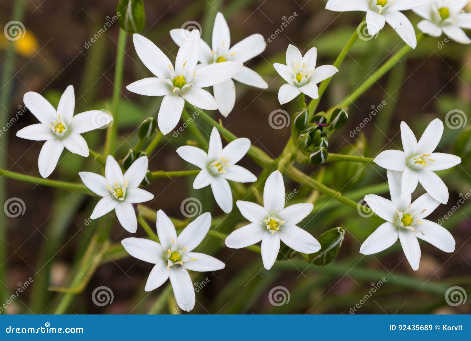 White edelweiss flower stock image. Image of focus, alpine - 92435689