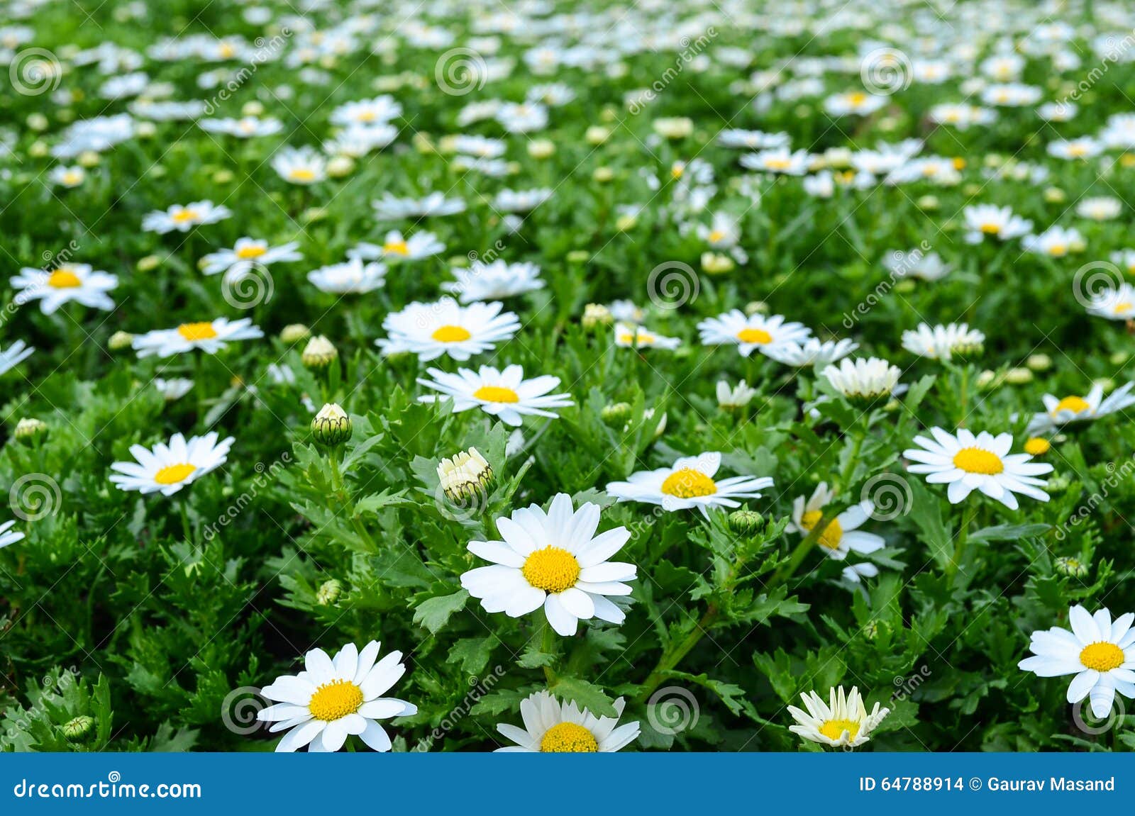 White edelweiss stock photo. Image of green, australian - 64788914