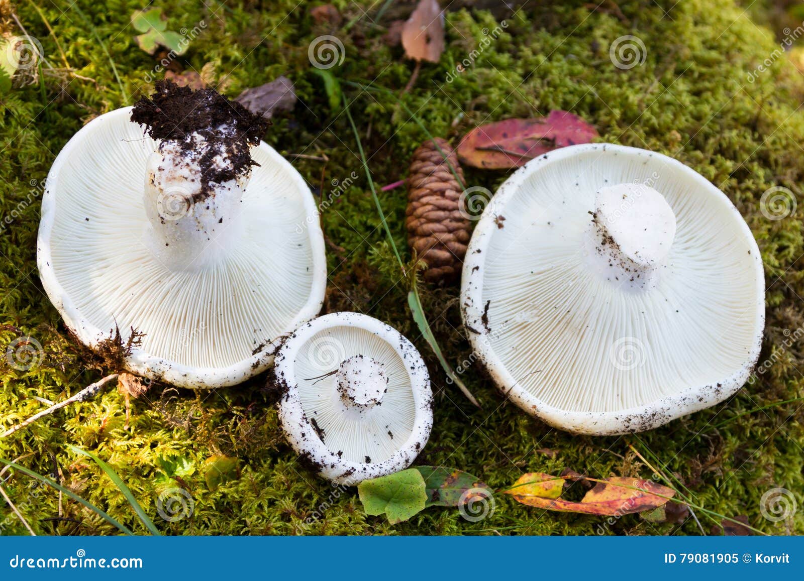 White edible mushrooms stock image. Image of environment - 79081905