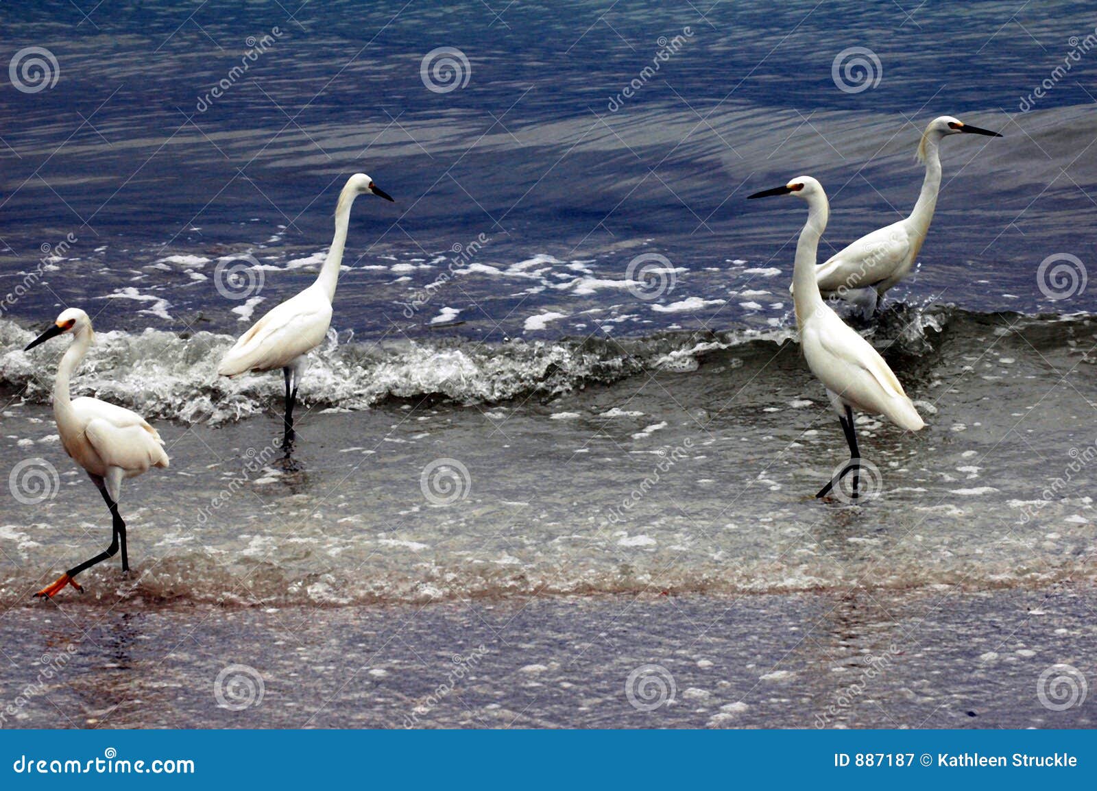 White egerts stock image. Image of island, bird, egert - 887187