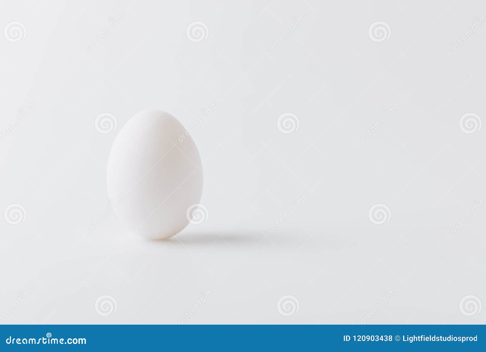 White egg laying stock photo. Image of background, uncooked - 120903438