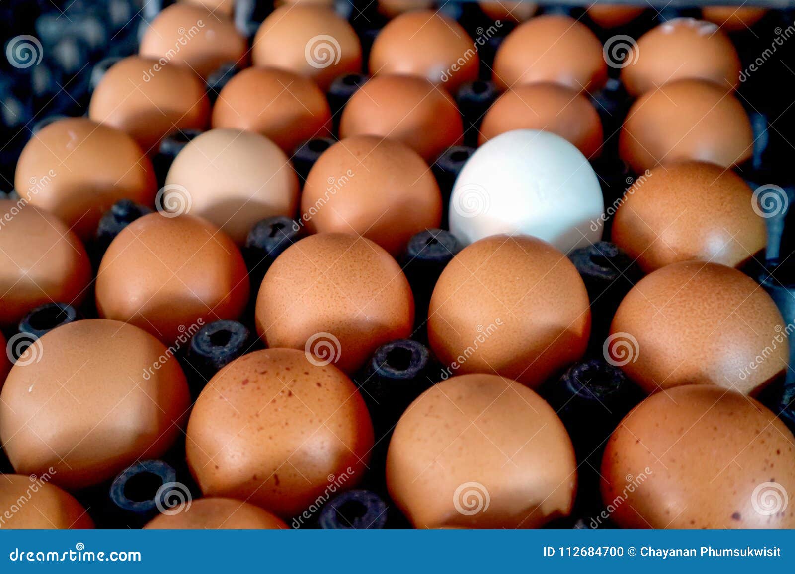 White Egg between Normal Egg on Package Box Stock Photo - Image of ...