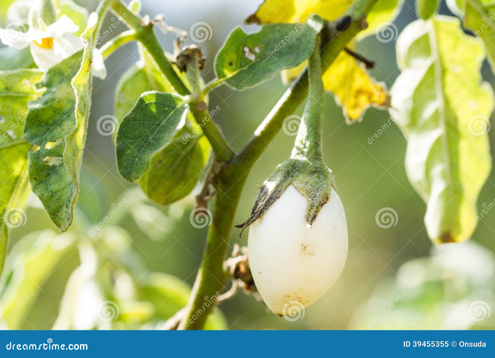 White eggplant tree stock image. Image of tree, white - 39455355