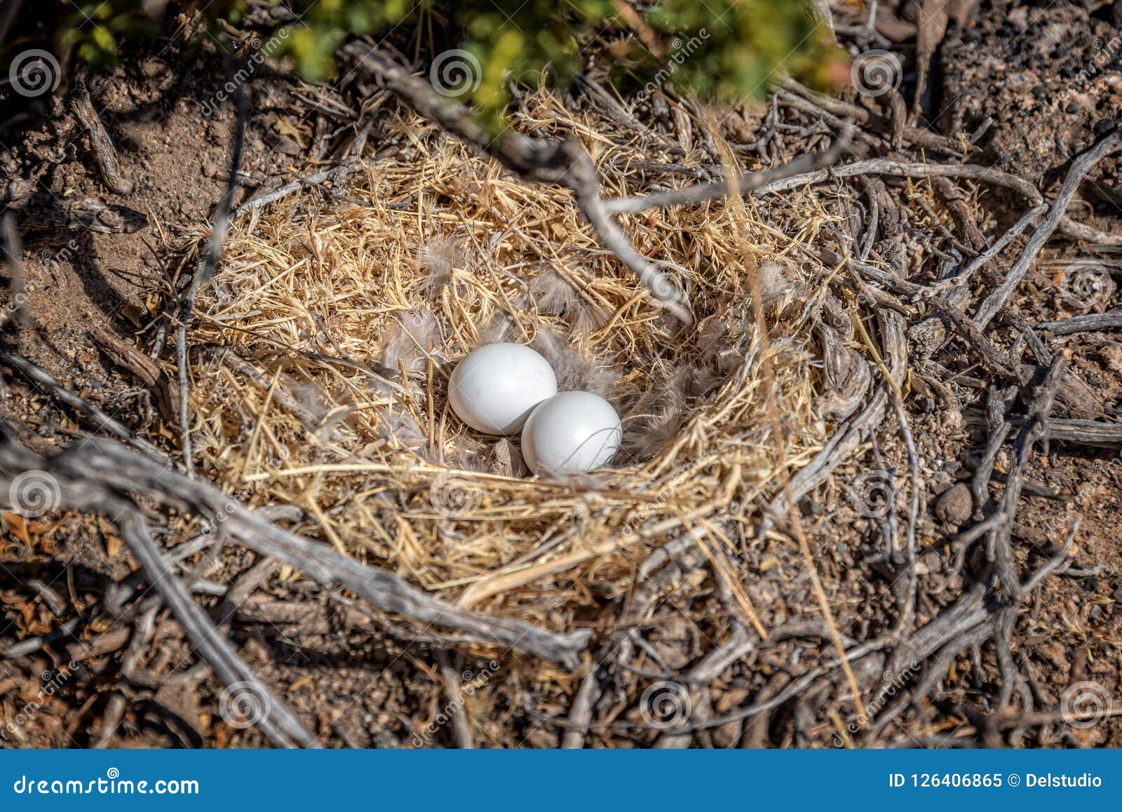 White eggs in a bird nest stock image. Image of ground - 126406865