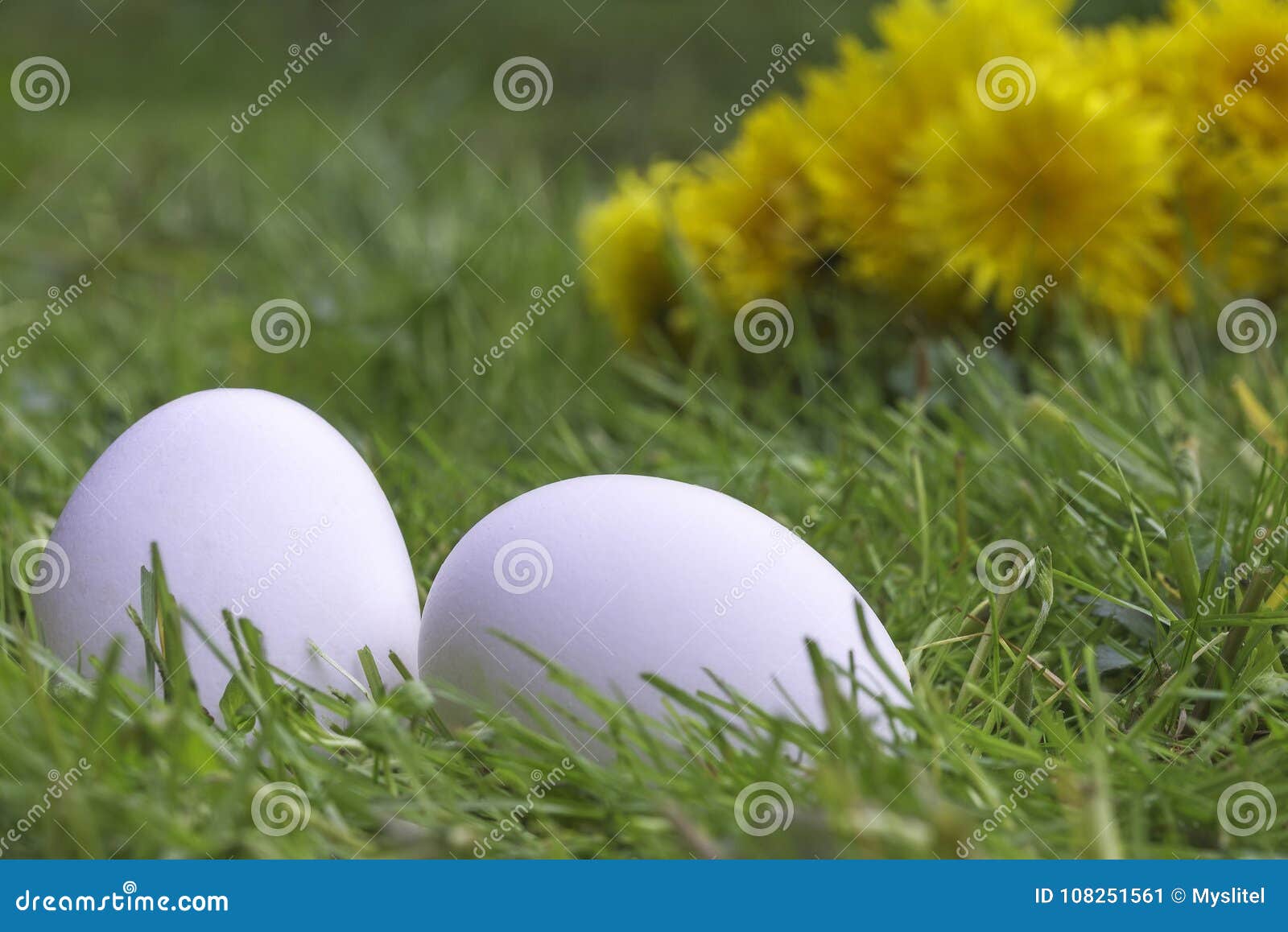 White eggs in the grass stock image. Image of dandelions - 108251561