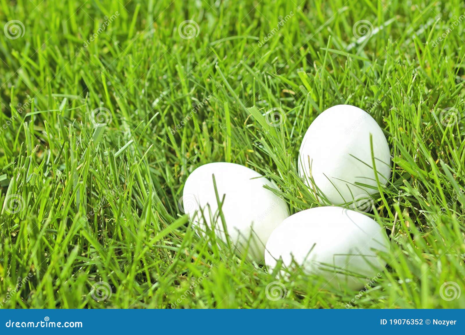 White eggs laying in grass stock photo. Image of empty - 19076352