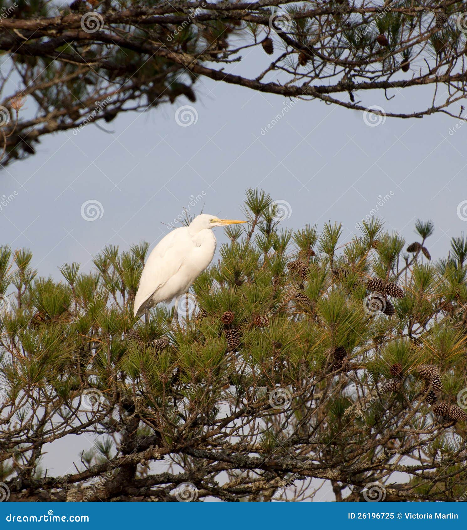 White egret stock image. Image of perch, aviary, wetland - 26196725