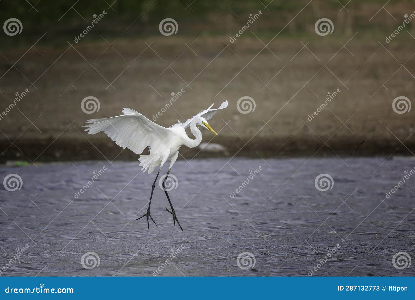 White Egret (Ardea Alba) Flying Above the Water Stock Image - Image of ...
