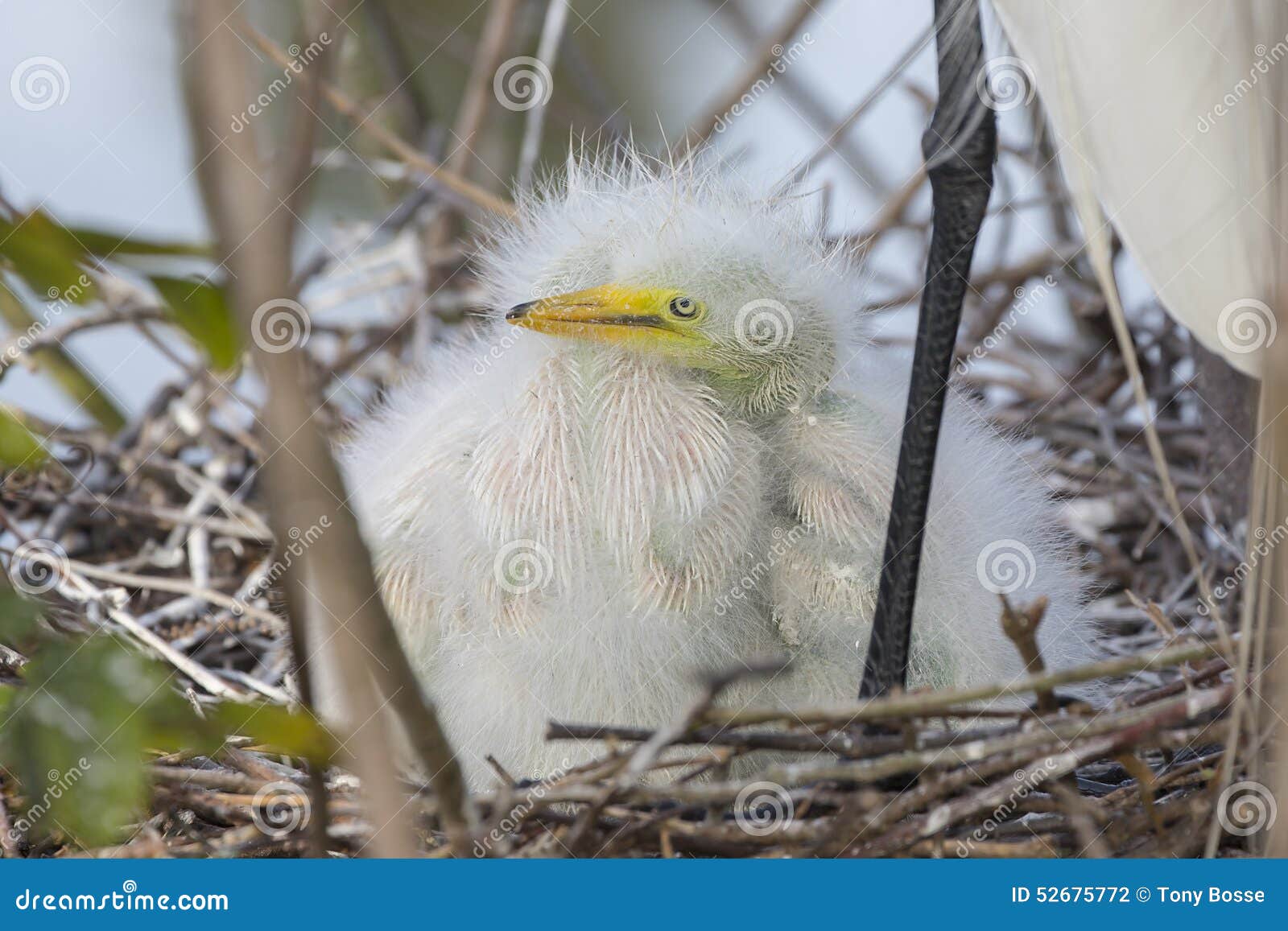 White Egret Chick stock photo. Image of wildlife, chick - 52675772