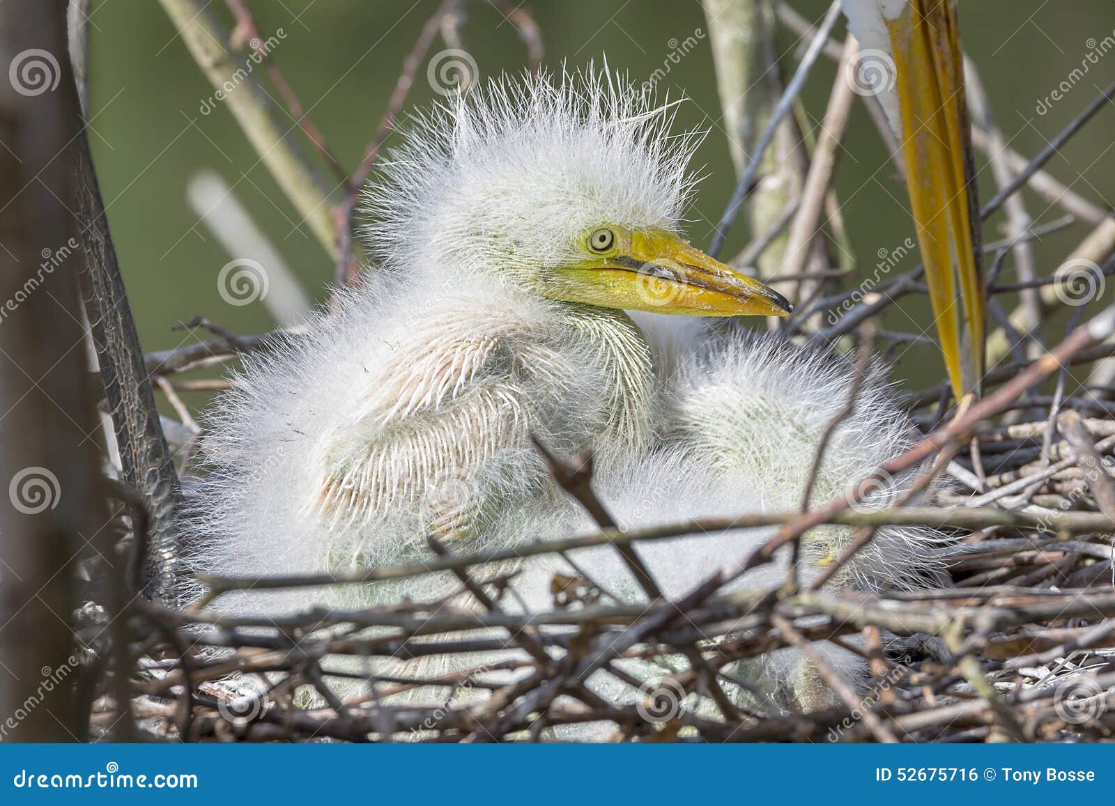 White Egret Chick stock photo. Image of animal, chick - 52675716