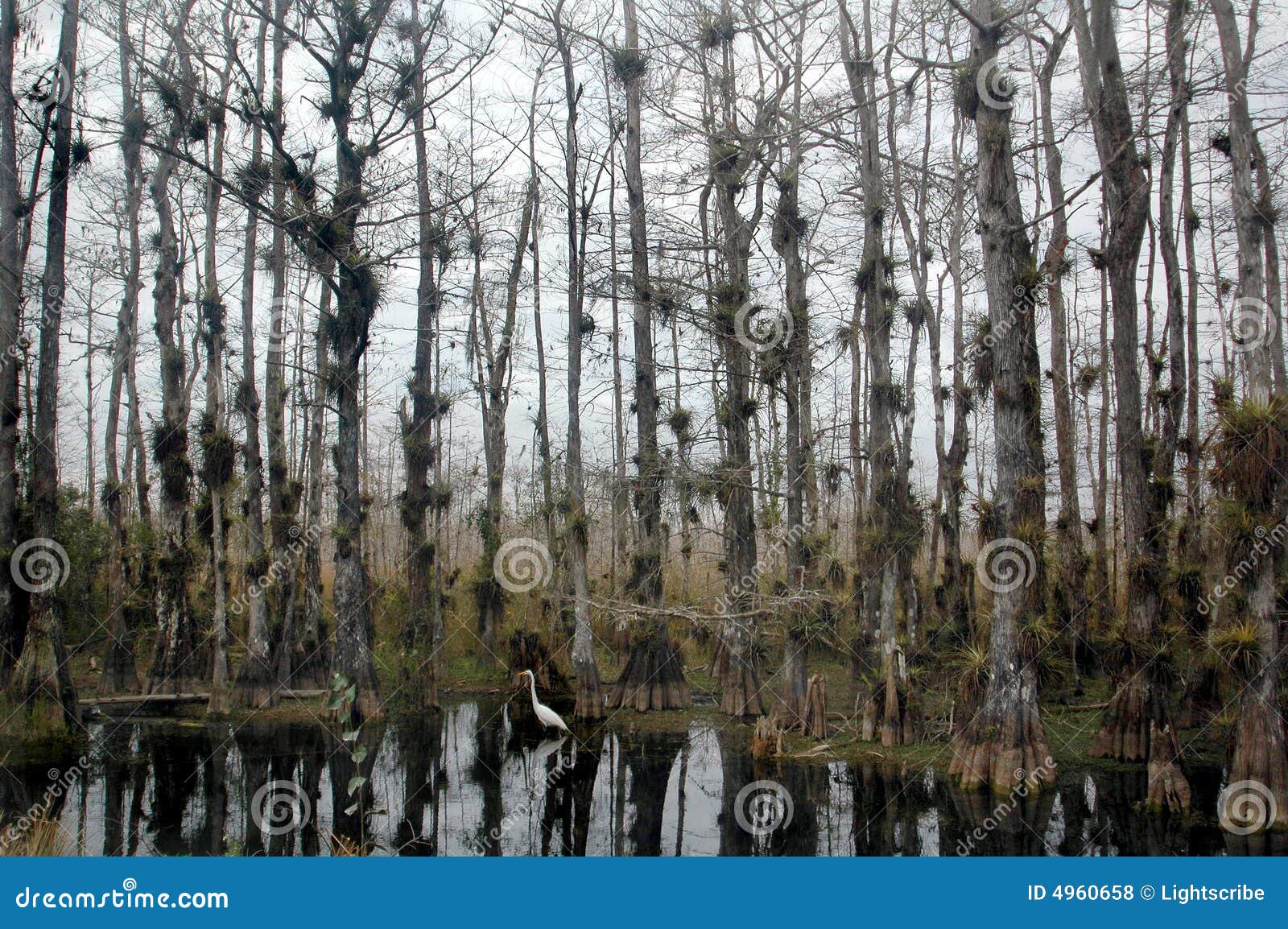 Cypress Swamp, Spanish Moss, Okefenokee Swamp National Wildlife Refuge ...