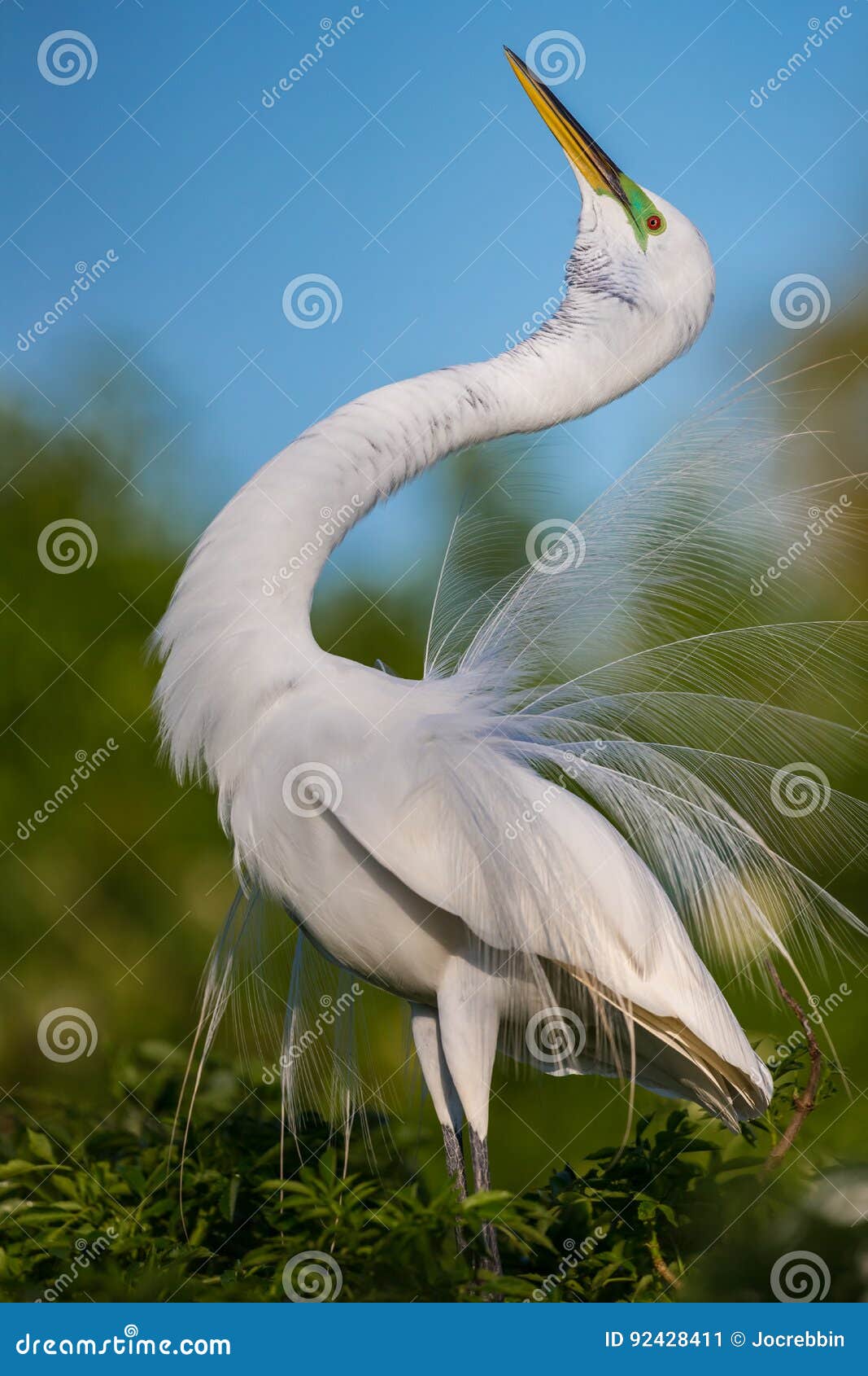 276 Mating Pose Stock Photos - Free & Royalty-Free Stock Photos from ...