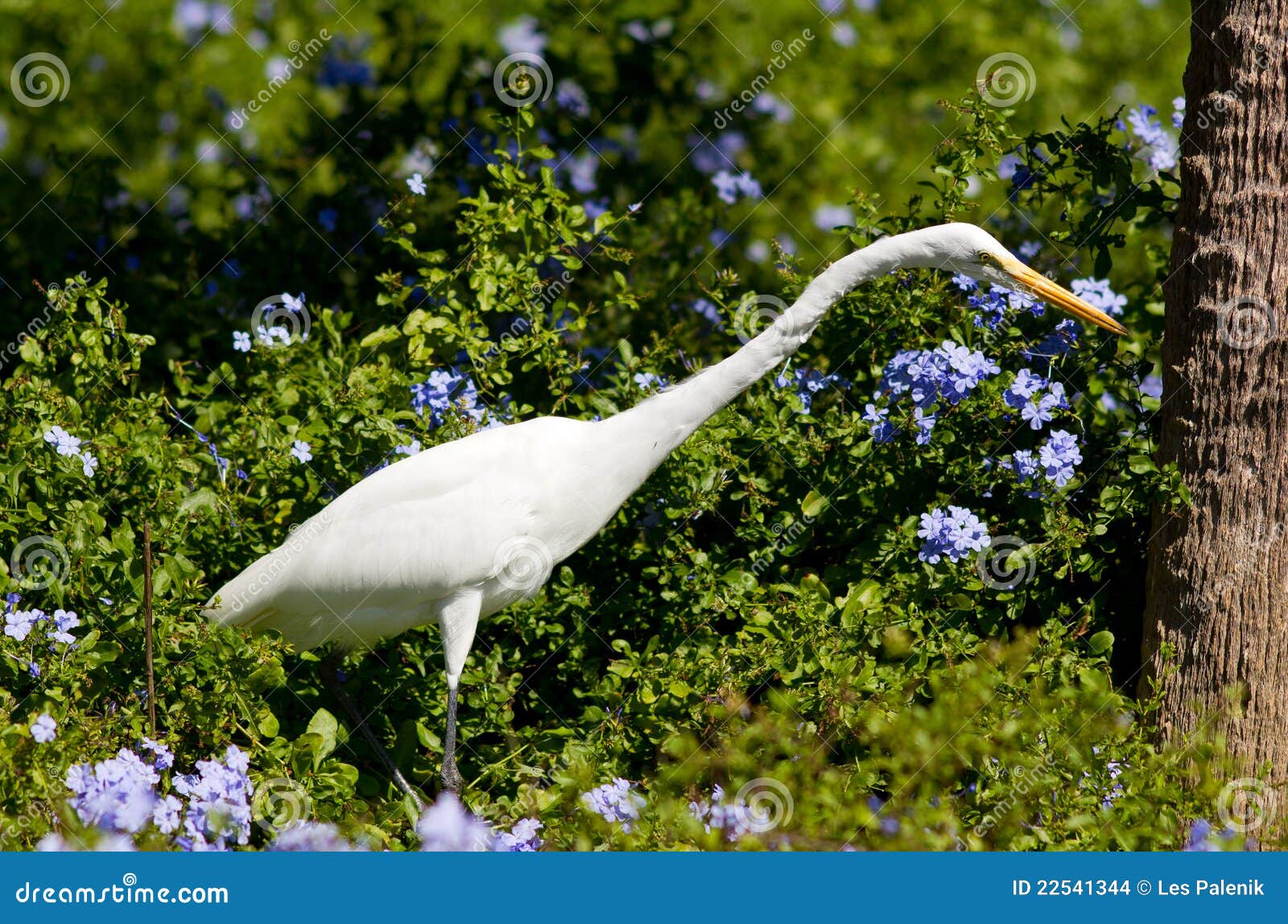 White Egret between Flowers Stock Photo - Image of feather, elegant ...
