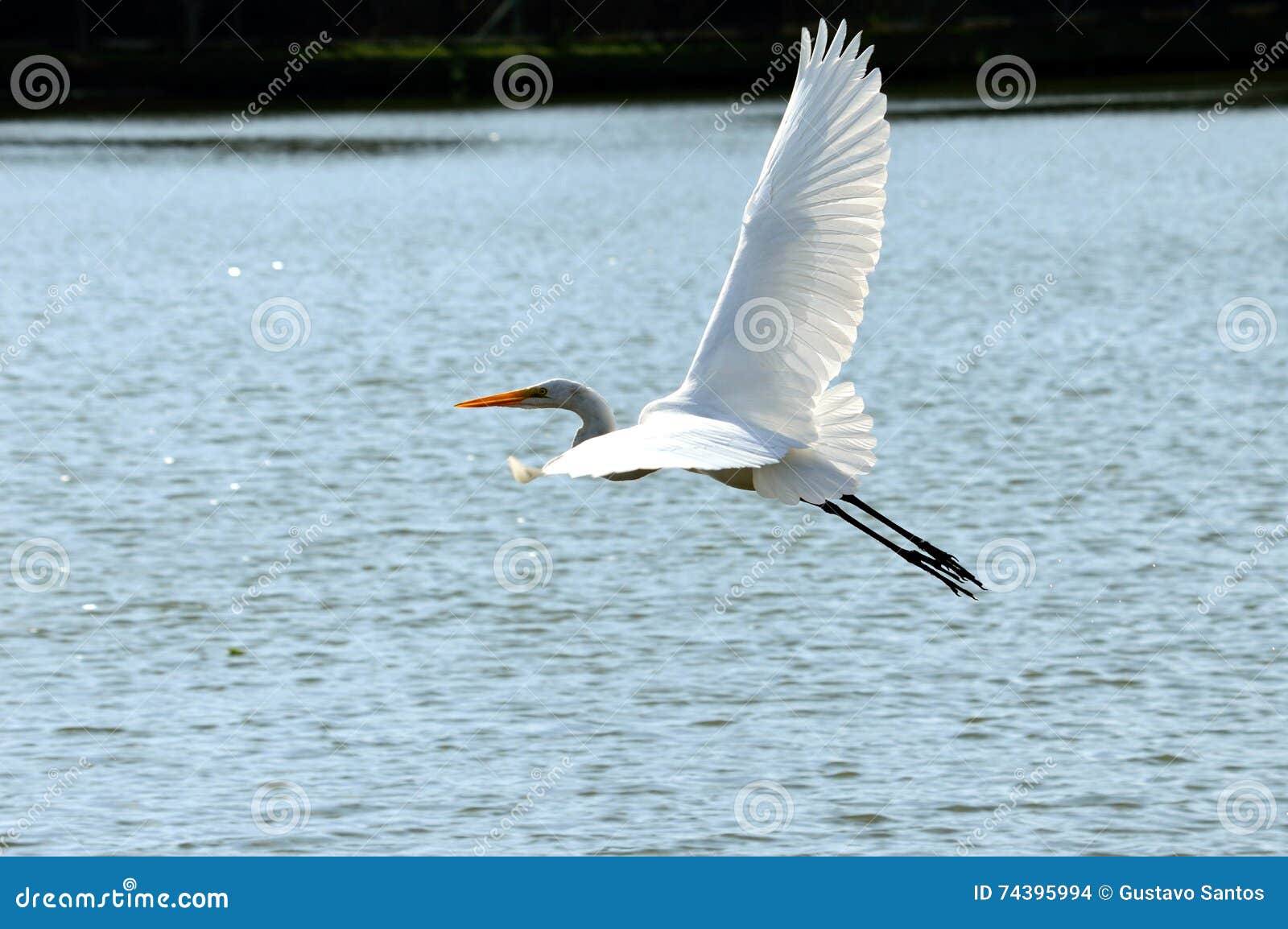 White Egret Flying Over a Lake Stock Photo - Image of park, color: 74395994
