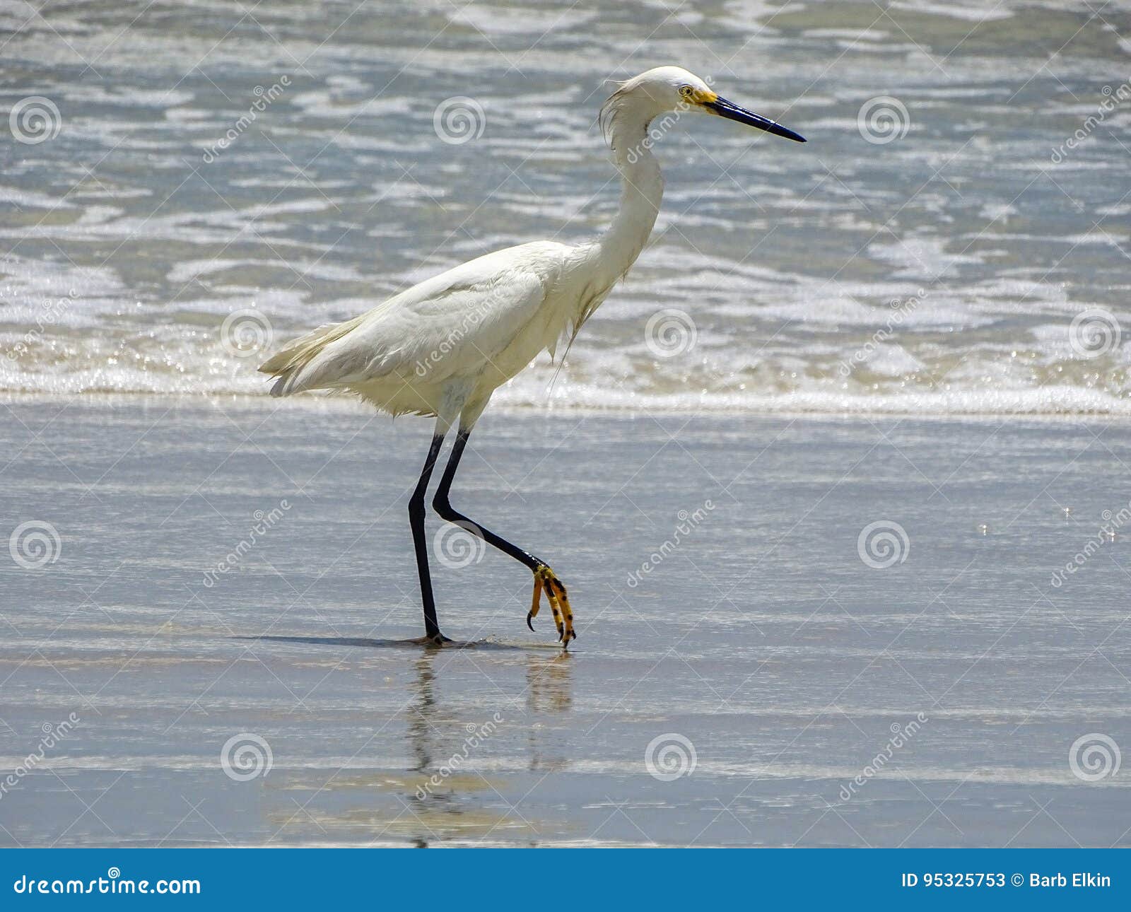 White Egret Heron Beach Bird. Stock Image - Image of beach, walking ...