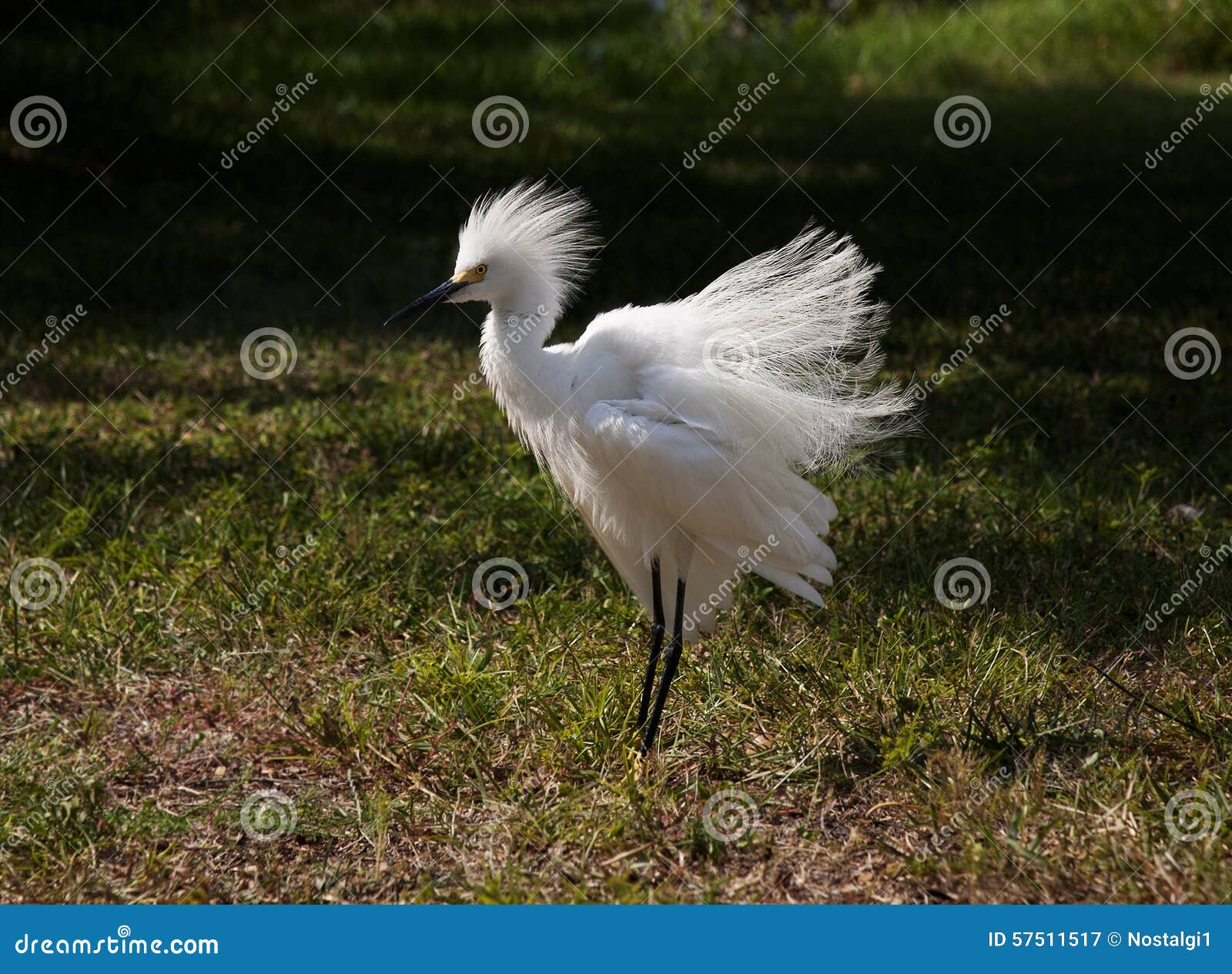 White Egret With Ruffled Feathers Protecting Territory. Stock Image ...