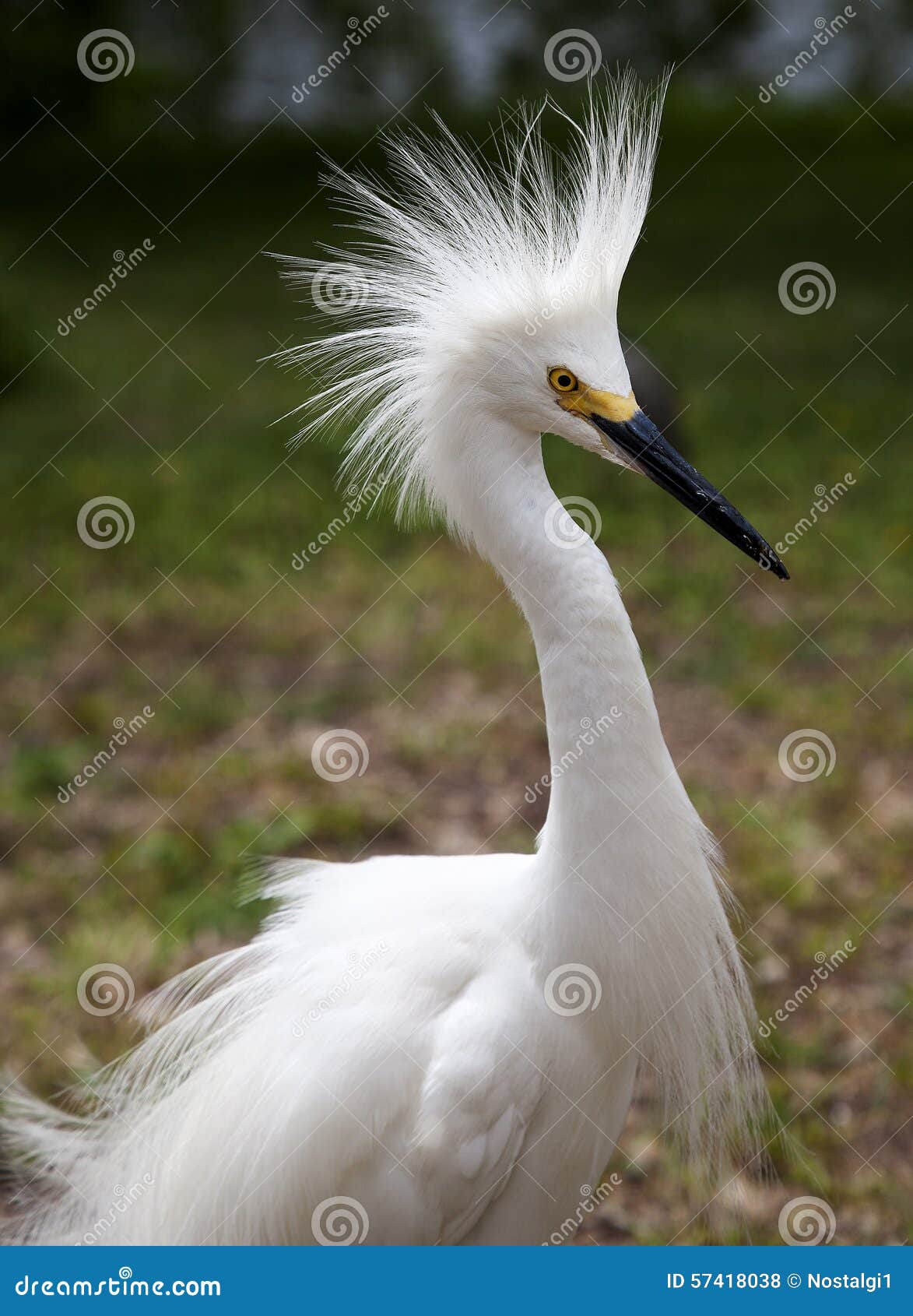 White Egret with Ruffled Feathers Protecting Territory. White Crane ...