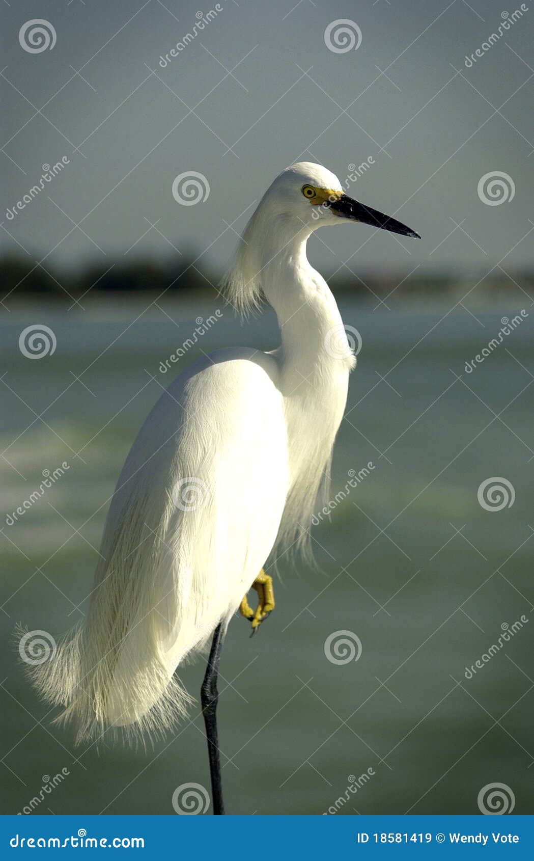 White Egret Standing on Leg Stock Image - Image of oceanfront, front ...