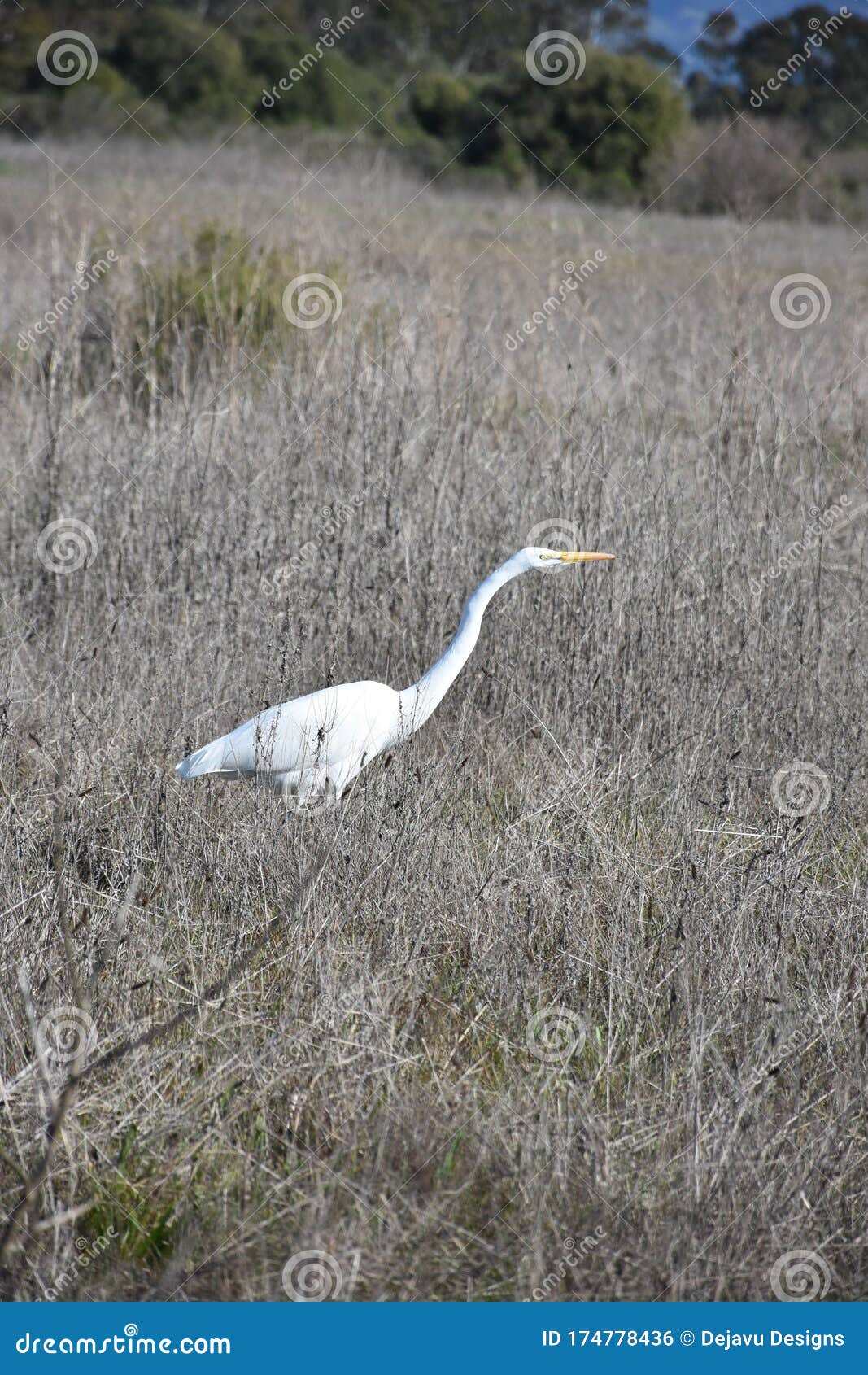 White Egret Stretching His Long Neck Forward Stock Photo - Image of ...