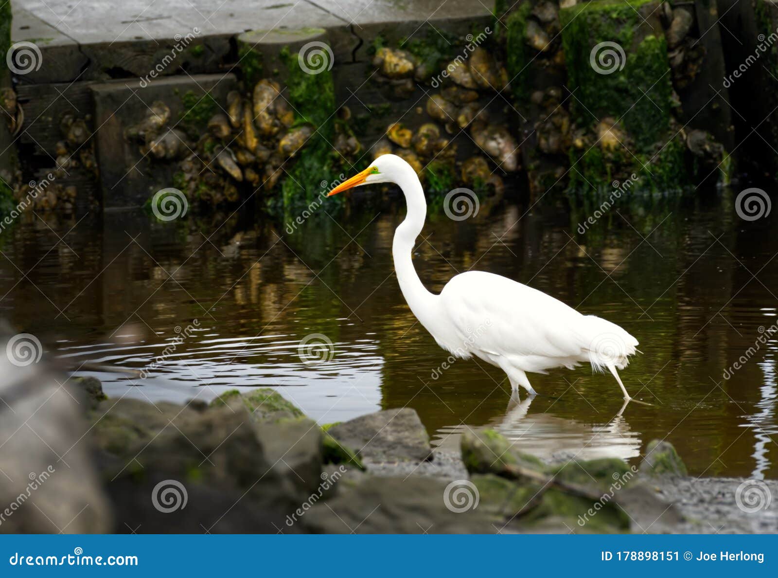 A White Egret Wading in a Tidal Pool beside a Dock. Stock Image - Image ...