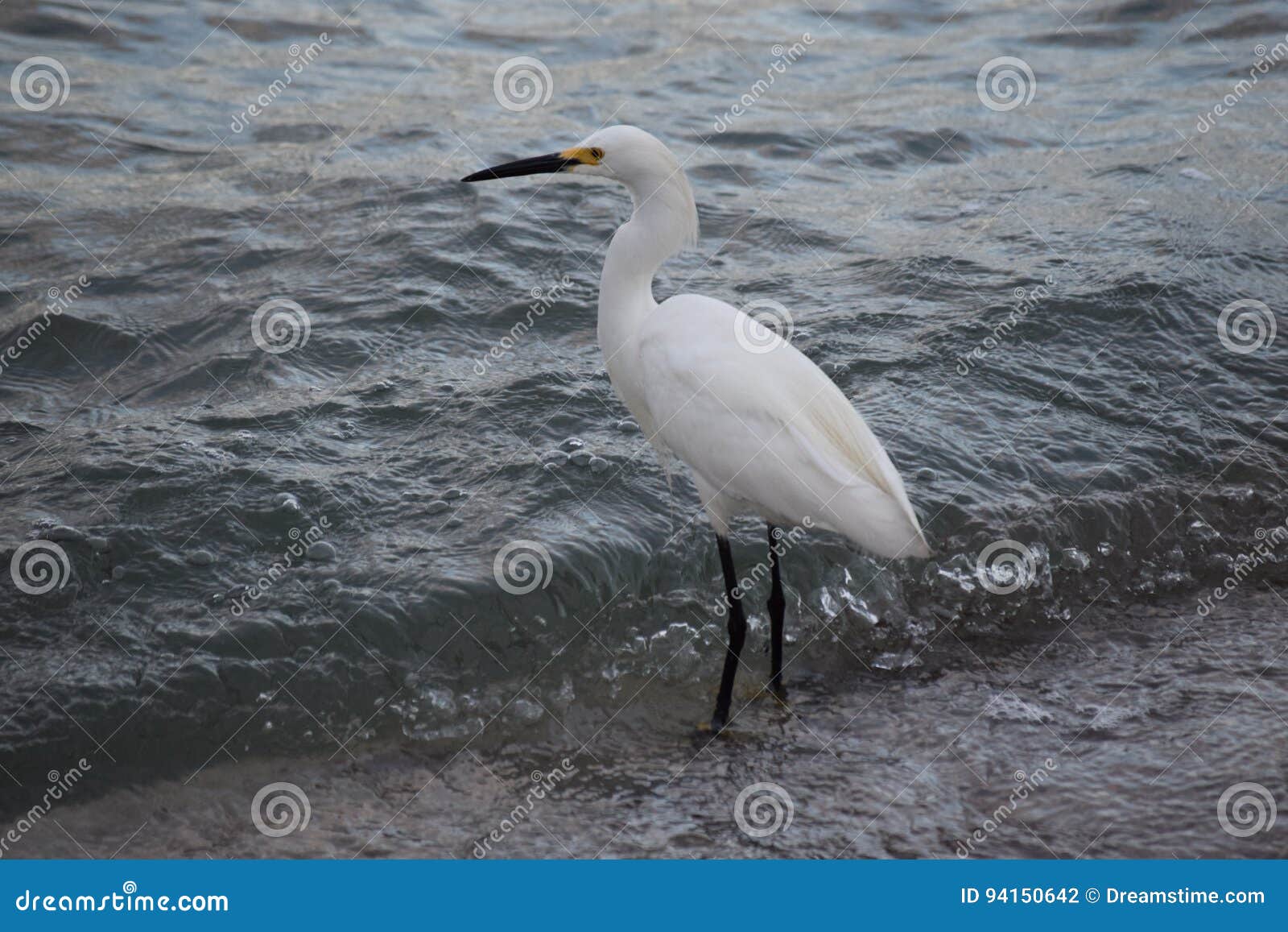 White Egret in Water stock photo. Image of water, feathers - 94150642