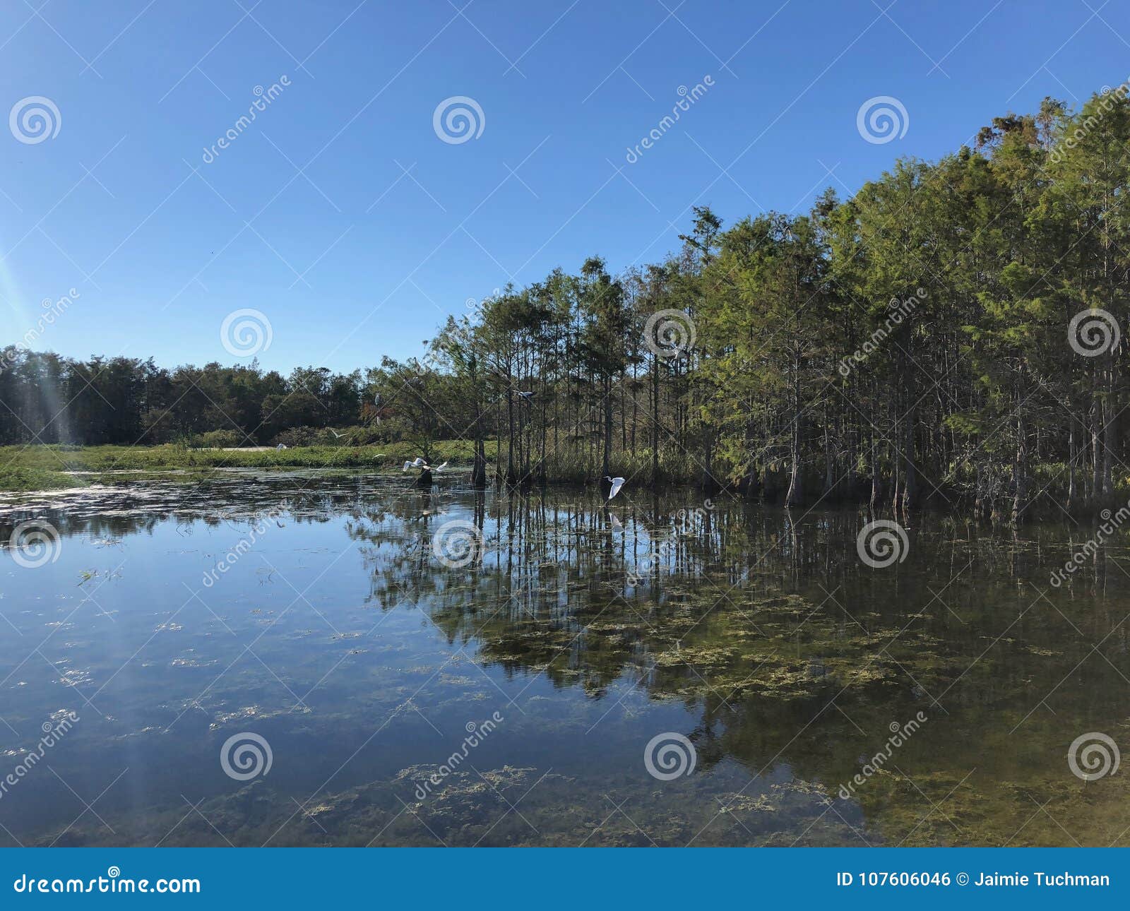 Flying white swamp birds stock photo. Image of algae - 107606046