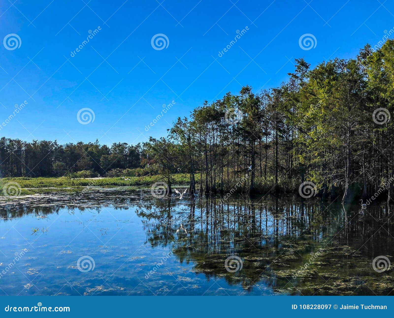 Flying white swamp birds stock image. Image of ibis - 108228097