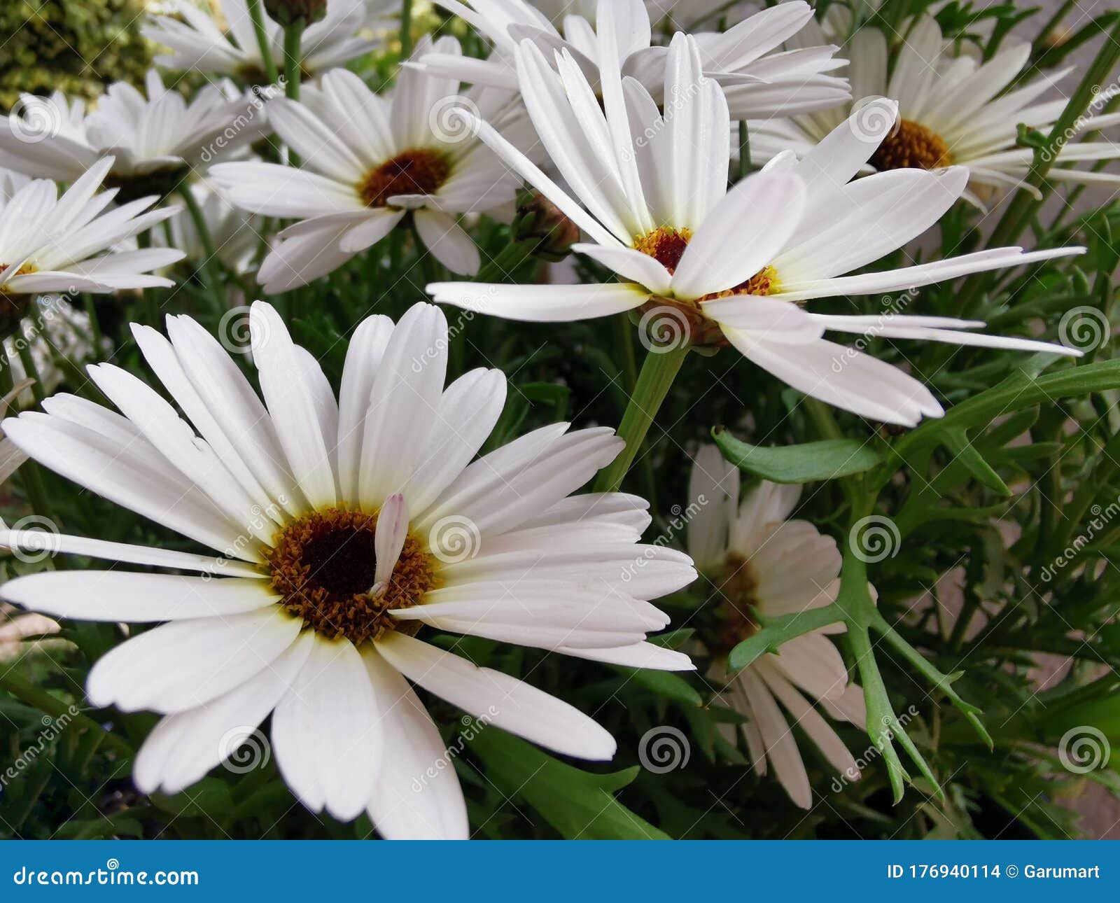 White Elegant Daisies Close Up Stock Photo - Image of floral, fresh ...