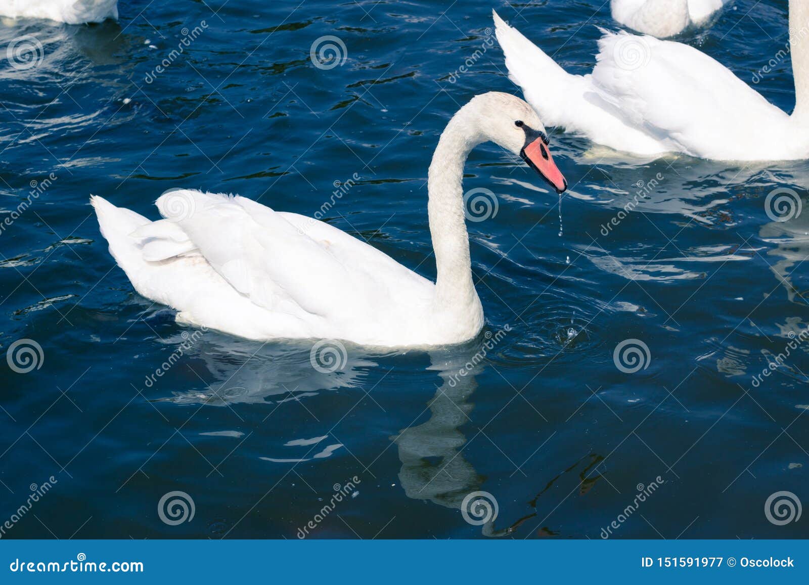 White Elegant Swan Floating on Pond Water Surface Stock Image - Image ...