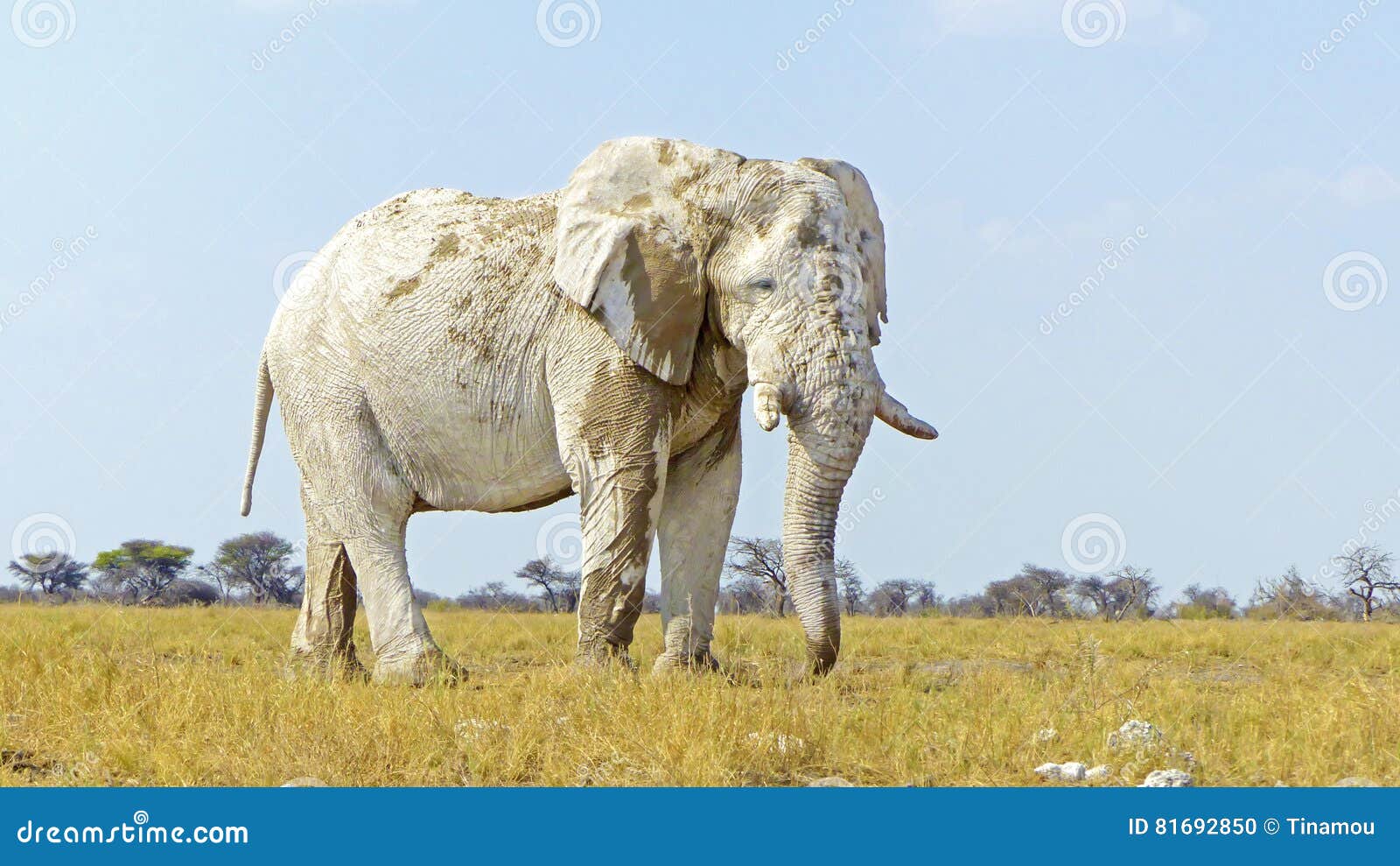 White elephant in Etosha stock photo. Image of namibia - 81692850