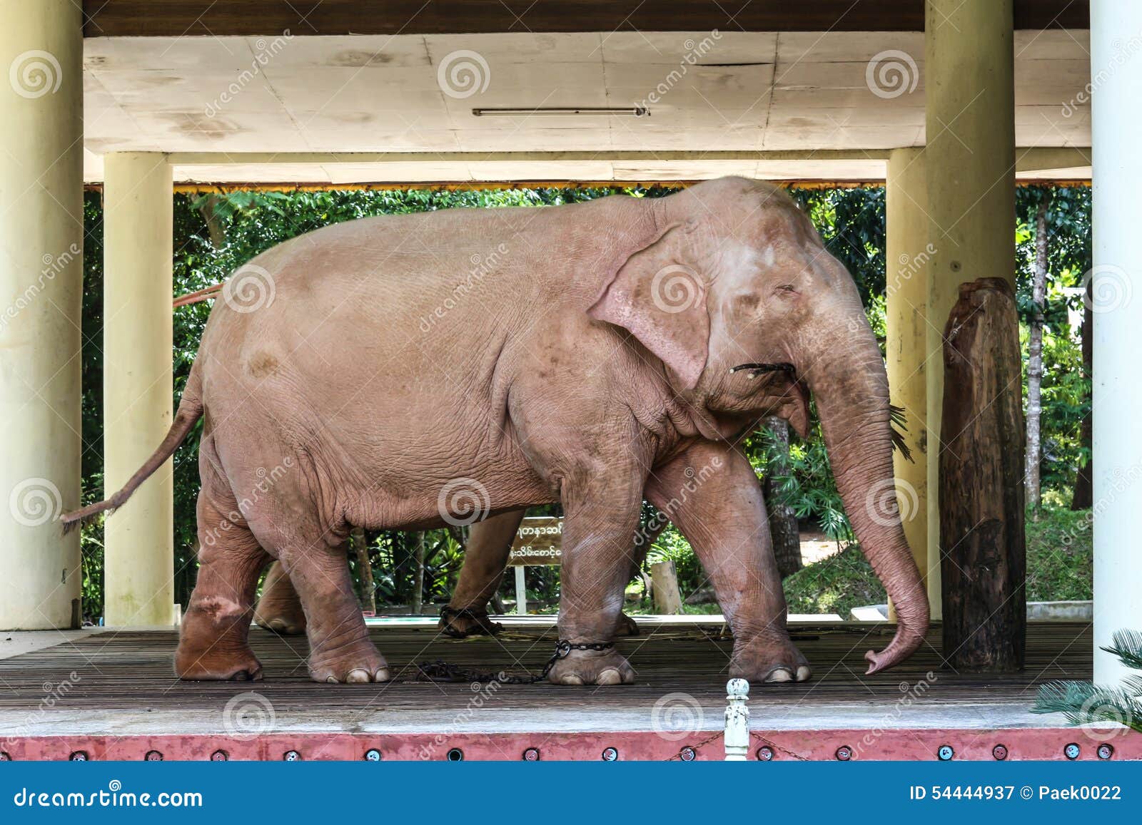 White elephant stock image. Image of strong, cute, swamp - 54444937